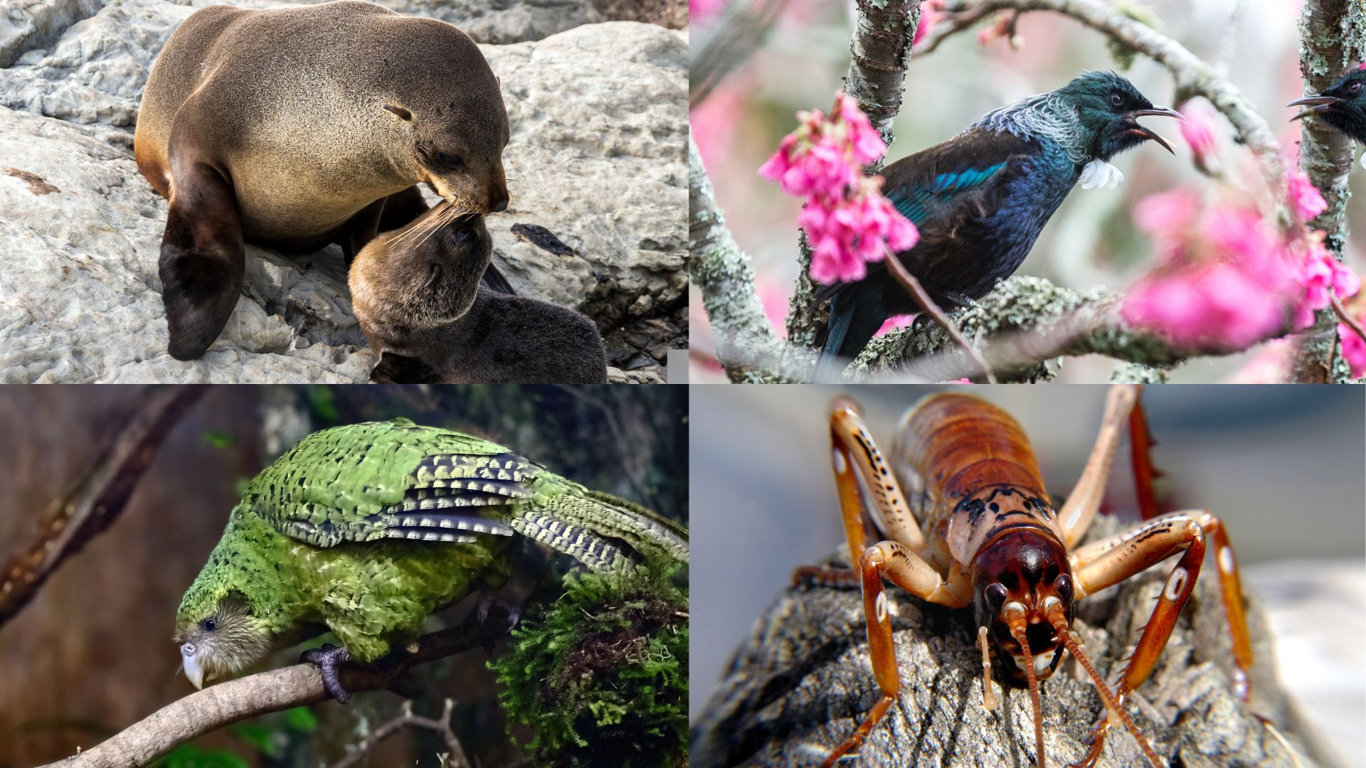 Journée mondiale des intelligences animales : ces animaux plus ...