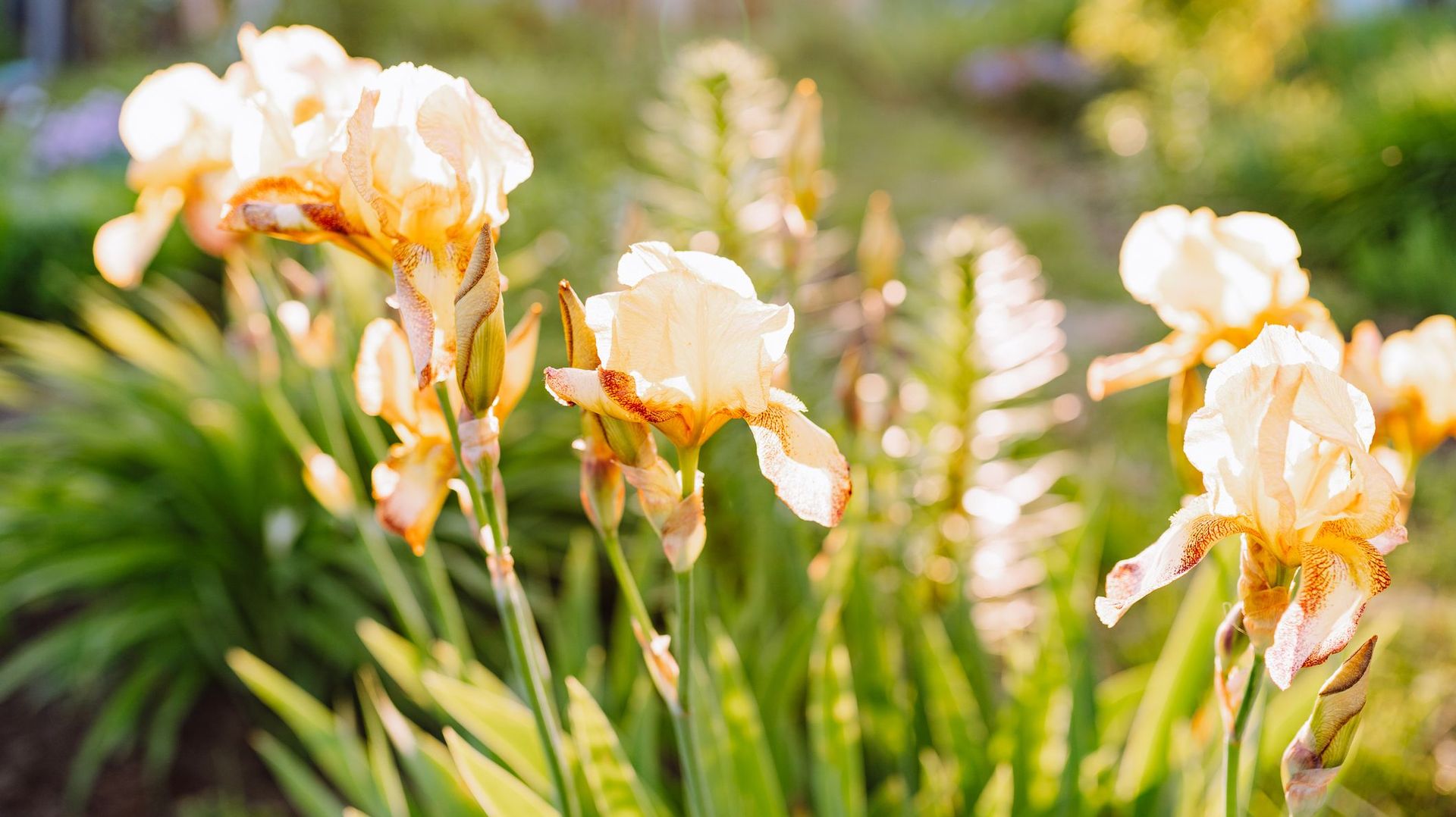 Iris des jardins ou Iris barbus : septembre est encore le bon moment ...