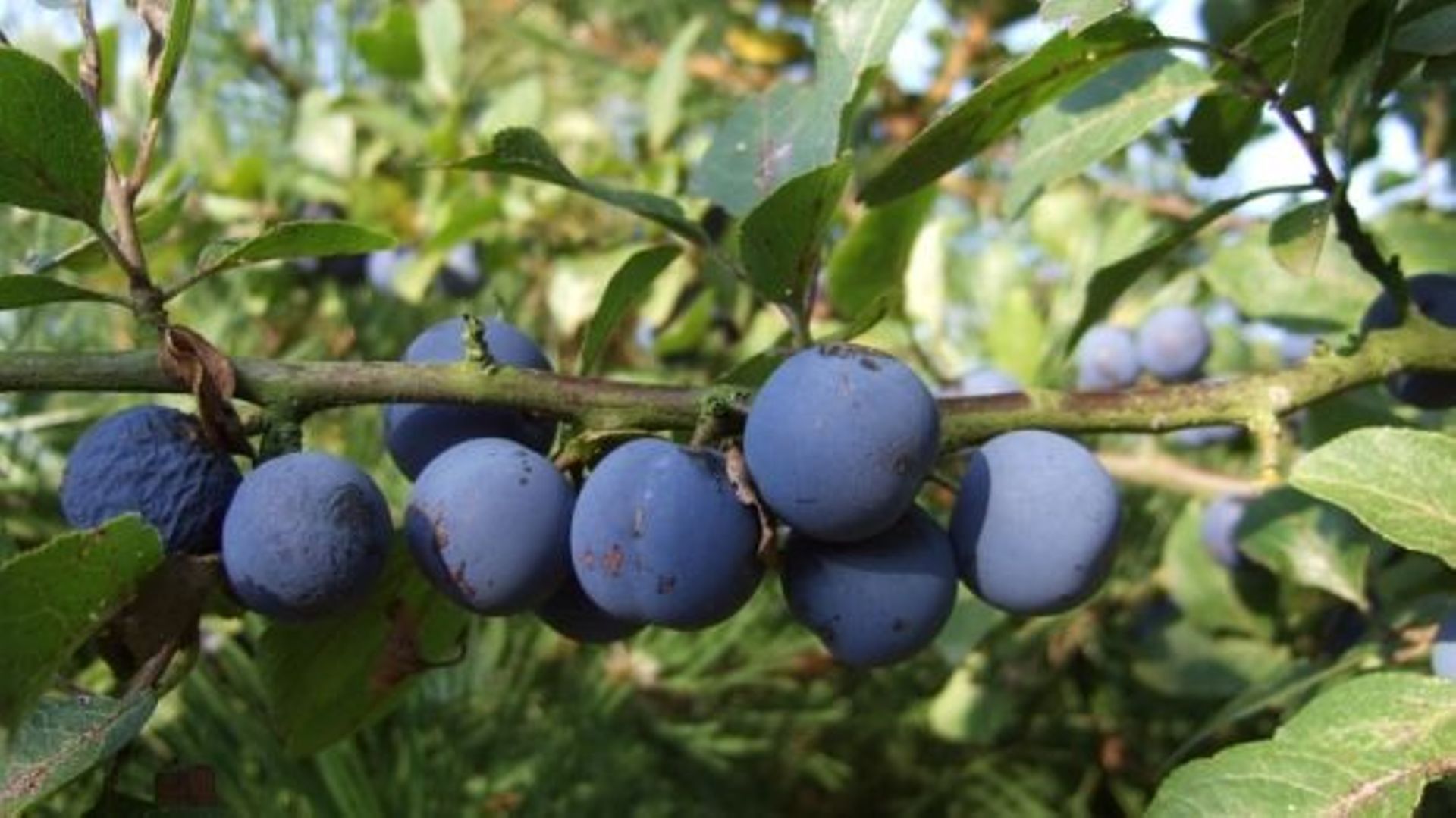 Les saveurs des prunes: le tour du verger avec Luc Noël - RTBF Actus