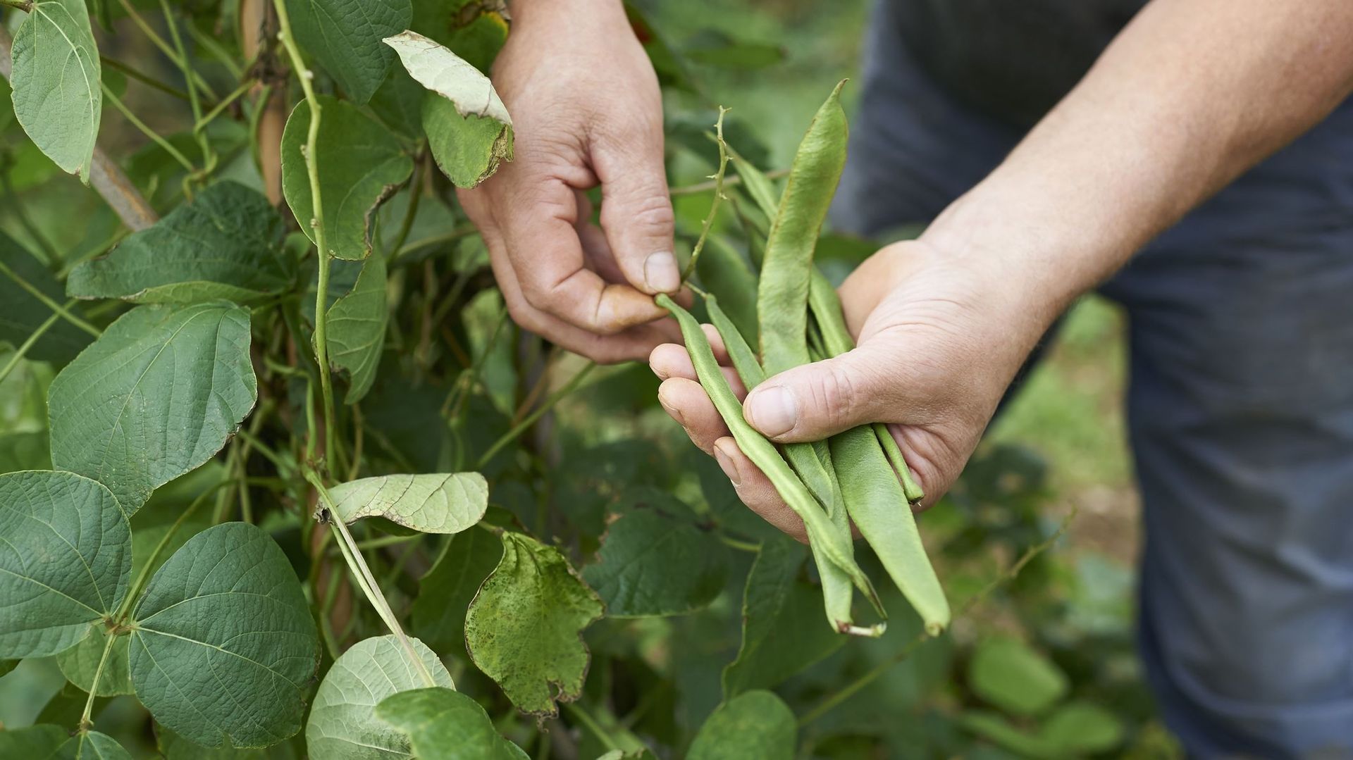 La culture du haricot : du semis à la récolte - RTBF Actus