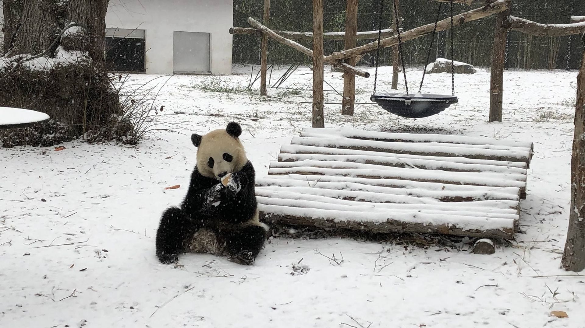 La neige fait le bonheur des pandas de Pairi Daiza - RTBF Actus