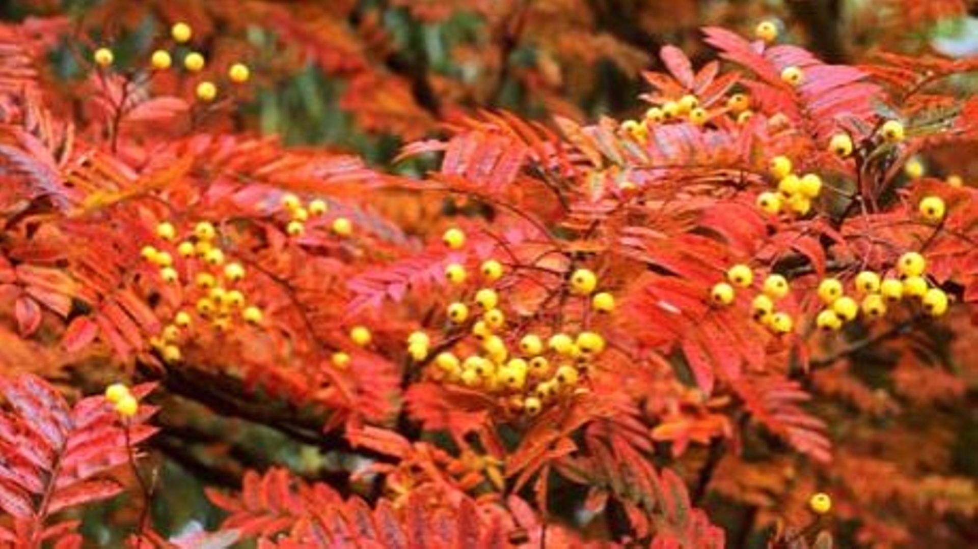 Les sorbiers du Jardin botanique national de Belgique - RTBF Actus