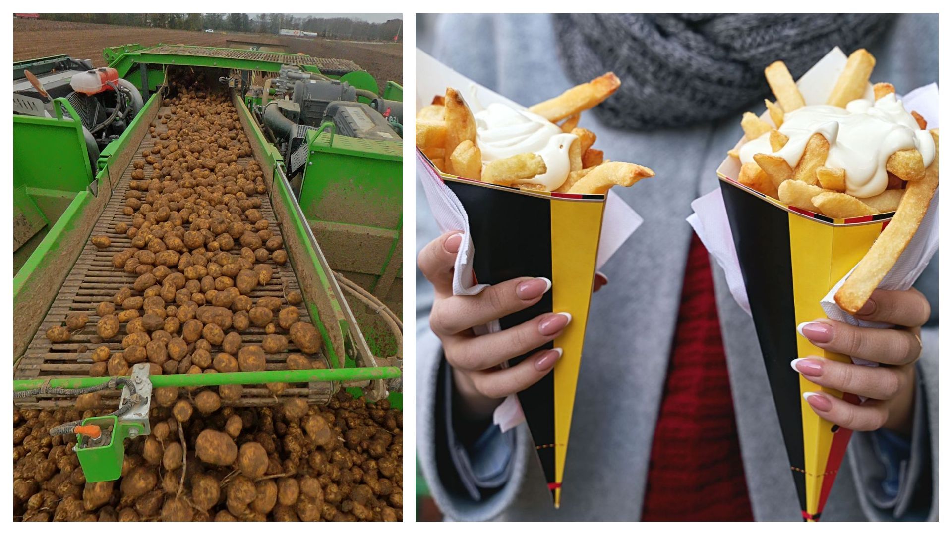 La Frite Belge : un incontournable malgré les épreuves de la récolte ...