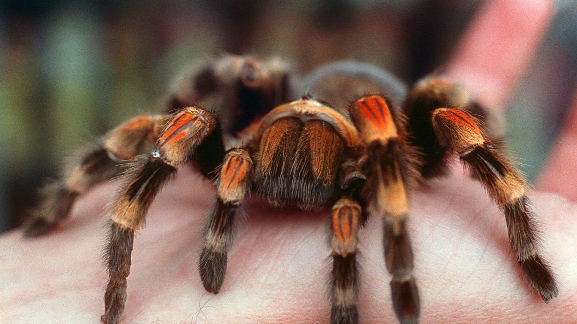 Plus de 200 mygales saisies dans un appartement de Jette : rectificatif ...