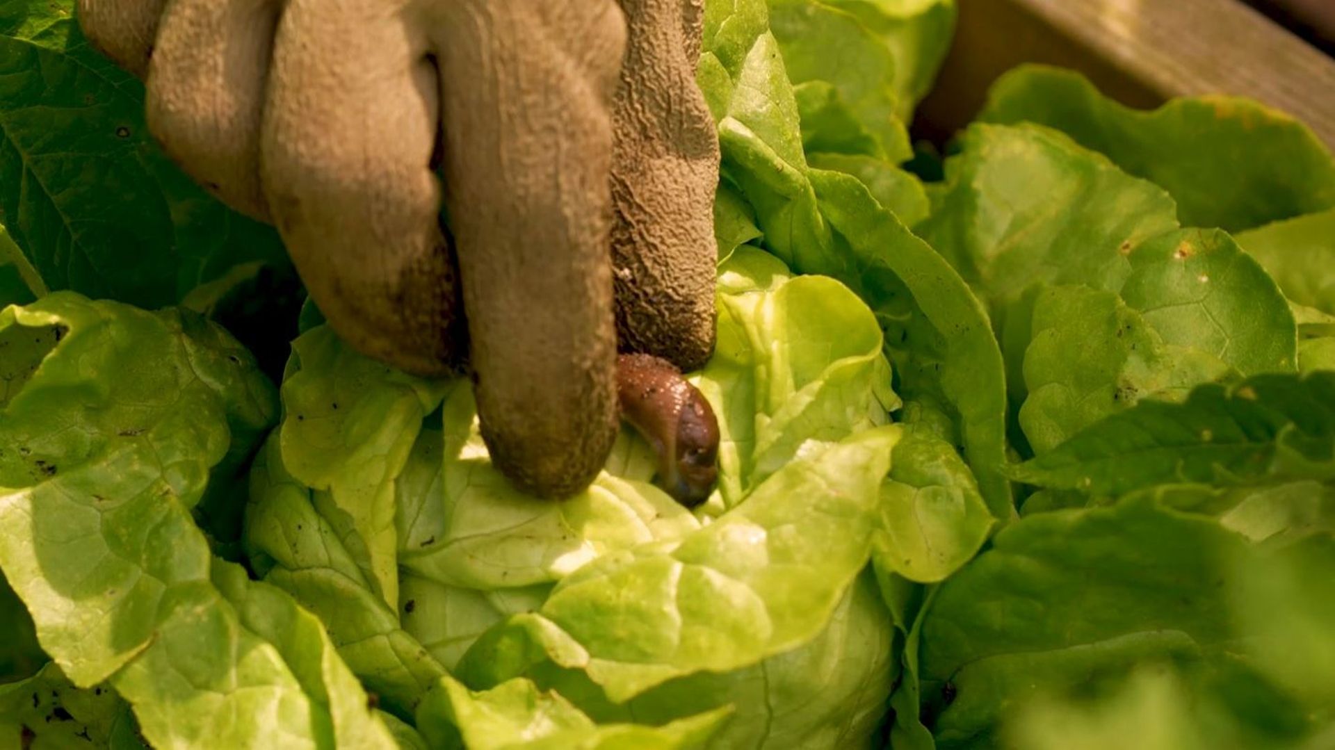 Six méthodes naturelles pour éloigner les limaces du potager - RTBF Actus