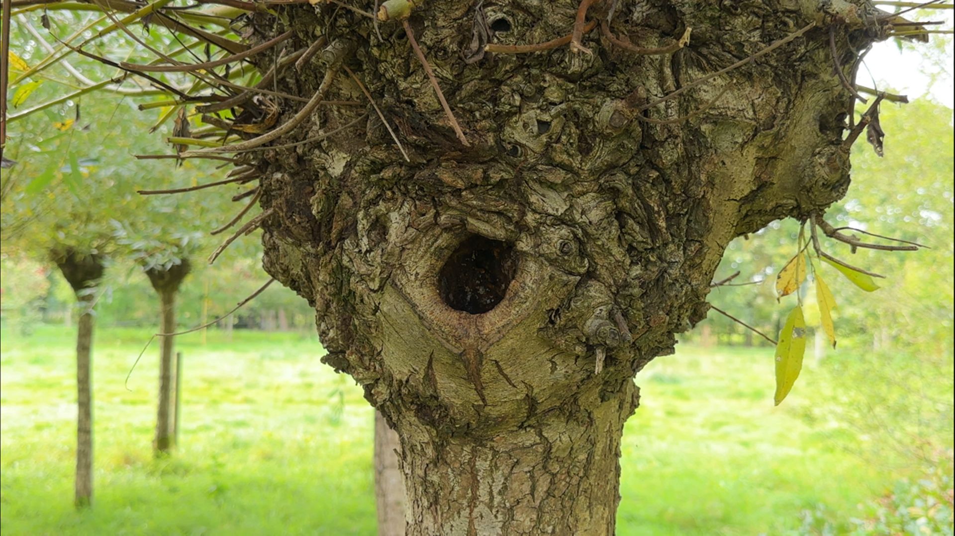 Avec le saule têtard, la magie du vivant s’invite dans les jardins ...