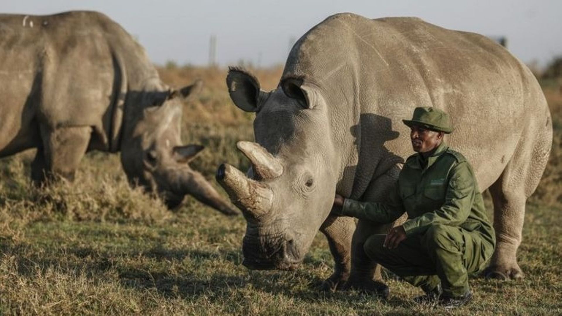 Faune sauvage : en Afrique du Sud, l’écornage des rhinocéros a ...