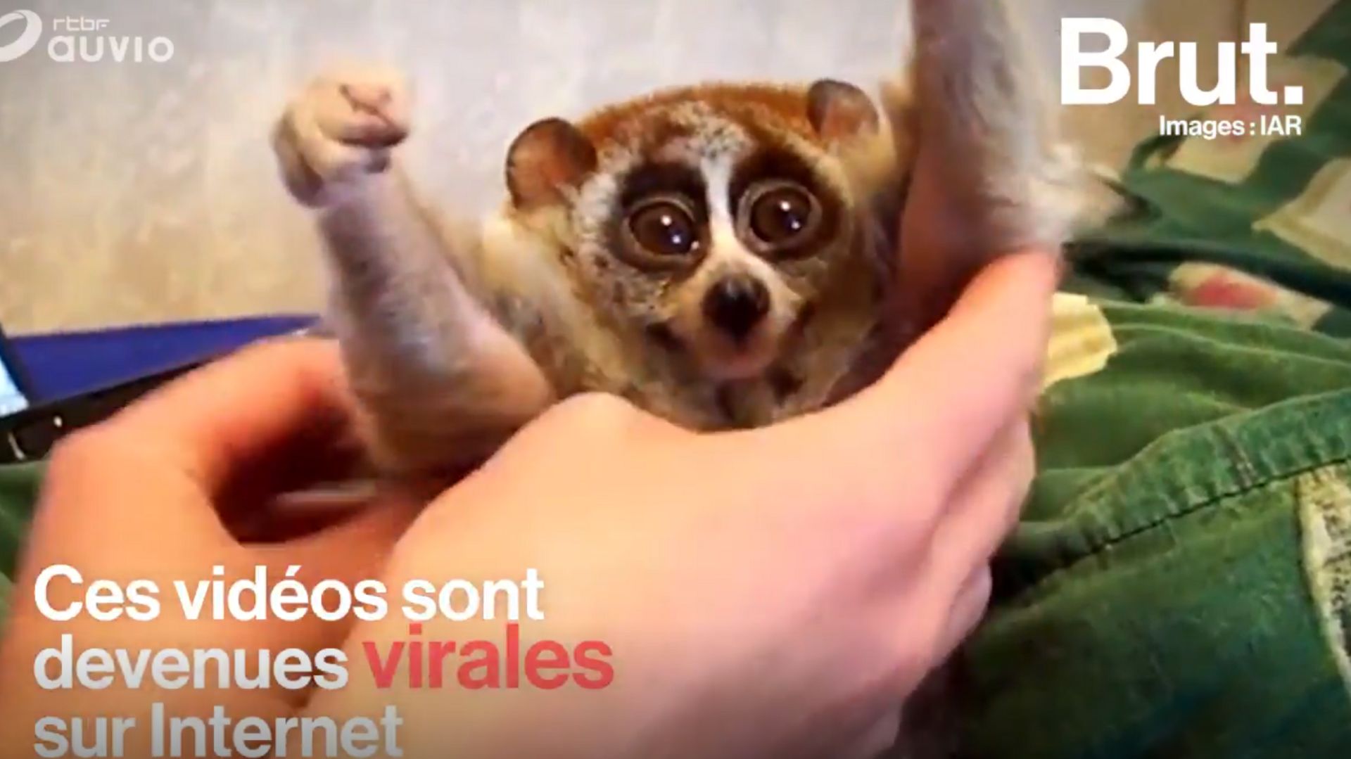 Découvrez le loris lent, un primate en danger - RTBF Actus