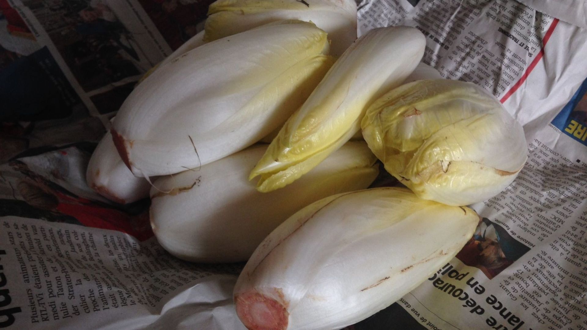 Ainsi naquit le chicon - RTBF Actus