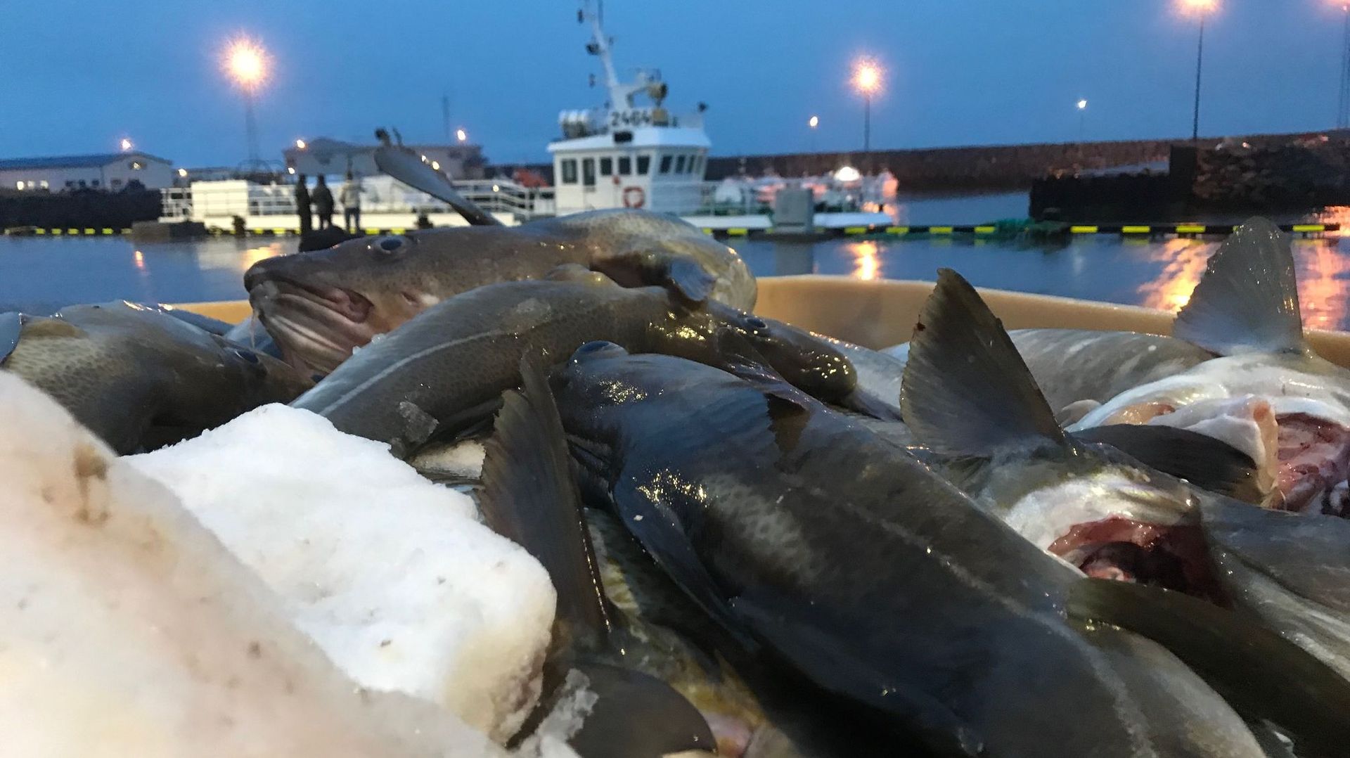 Cabillauds, aiglefins… En Islande, la pêche à la ligne, plus durable ...