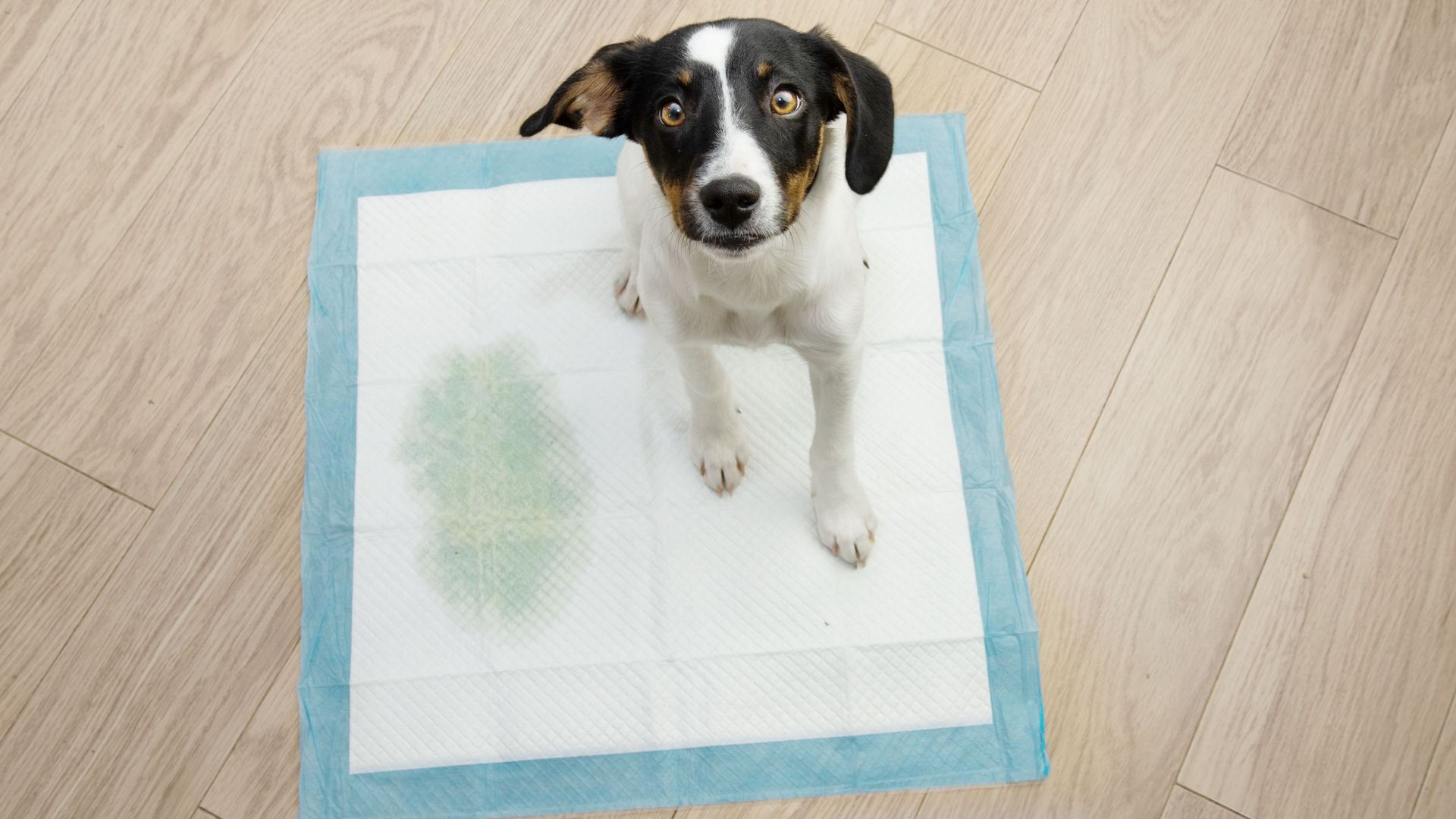 Comment prélever les urines de son chien en vue d’un examen médical ...