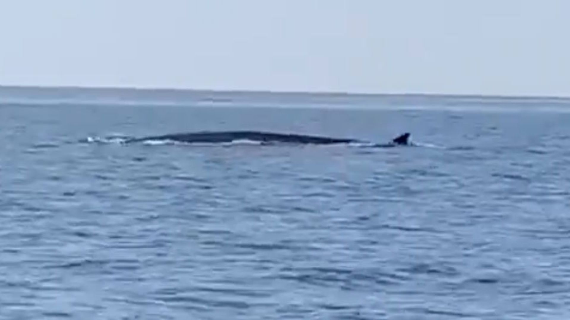 Surprenante découverte ce lundi matin à Ostende : un jeune rorqual ...