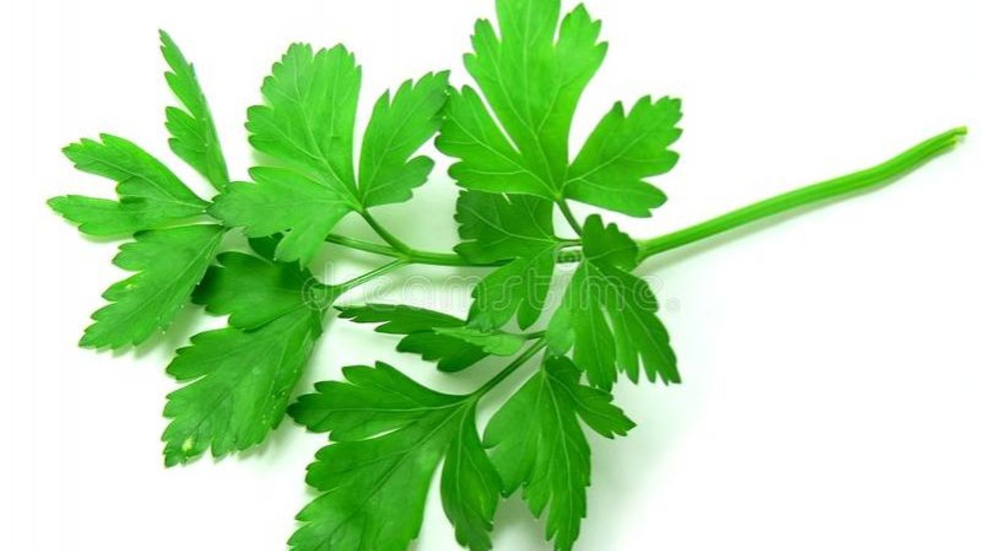 Tout savoir sur les... persils ! - RTBF Actus