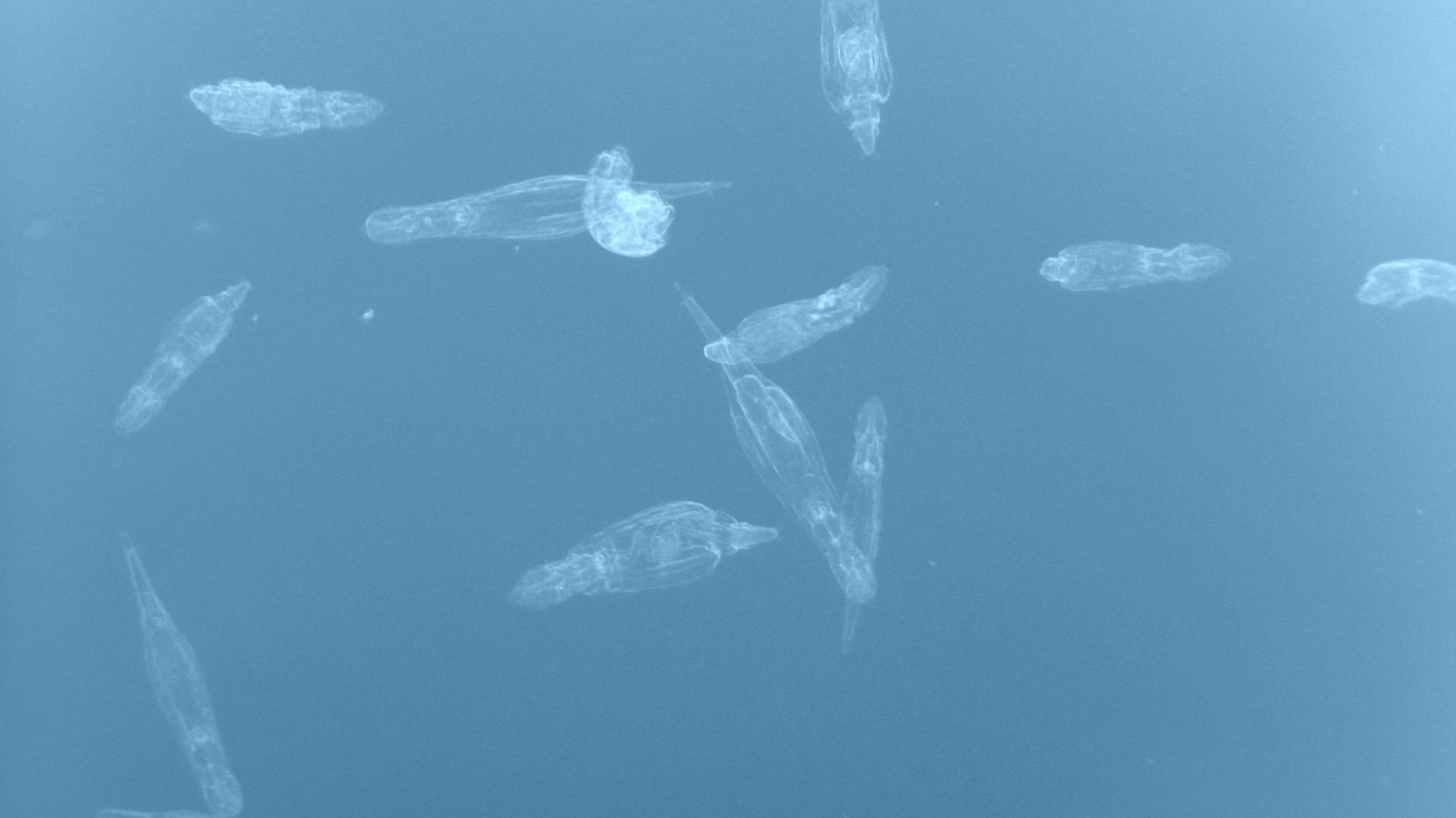 1,8 million de rotifères envoyés dans l’espace par l'UNamur - RTBF Actus