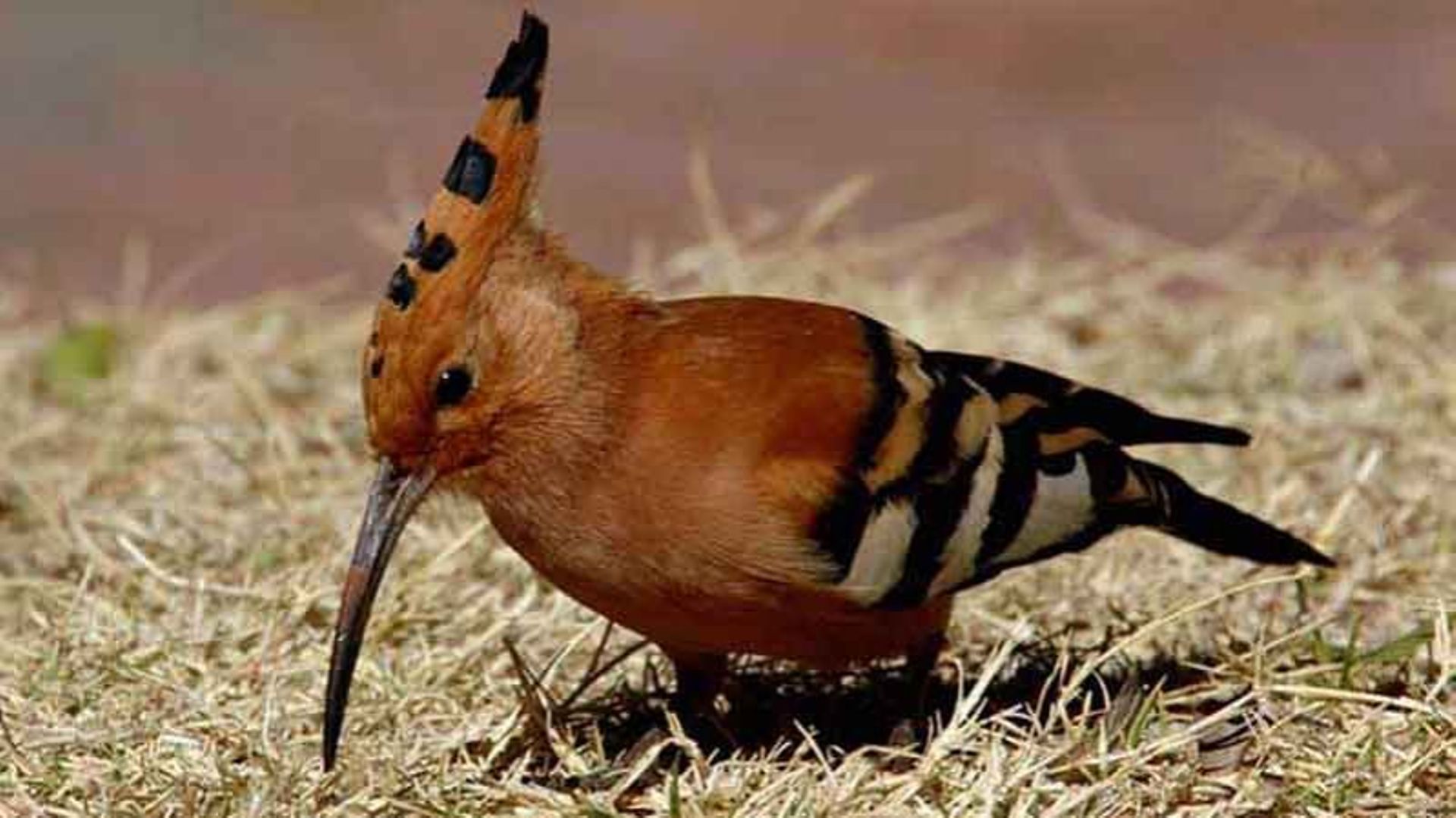 Huppe, huppe, huppe - rtbf.be