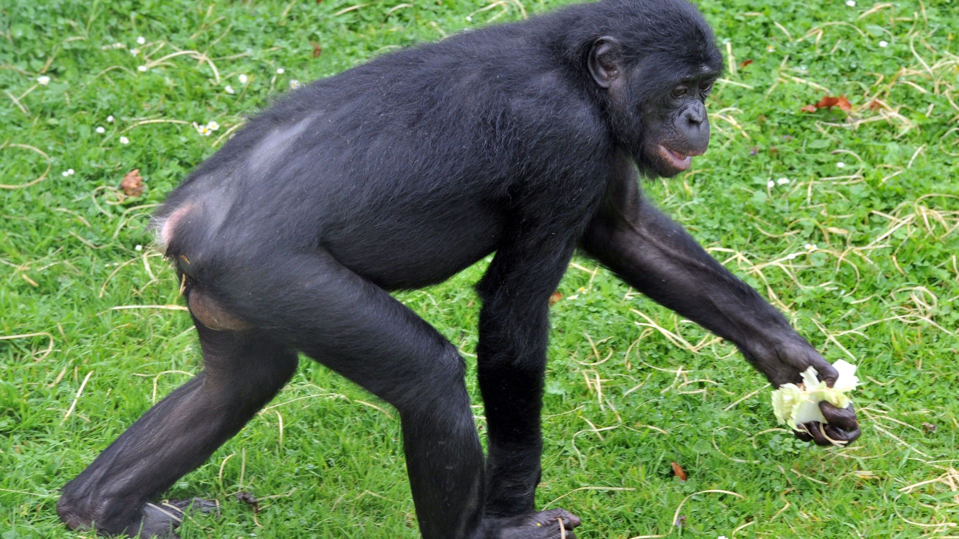 RDC: les bonobos en danger à cause de la déforestation - RTBF Actus