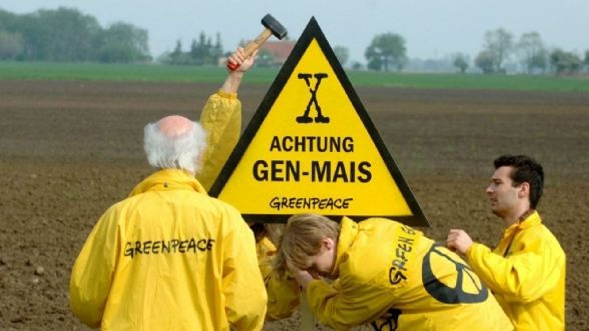 Greenpeace dénonce une contamination par du maïs OGM - RTBF Actus