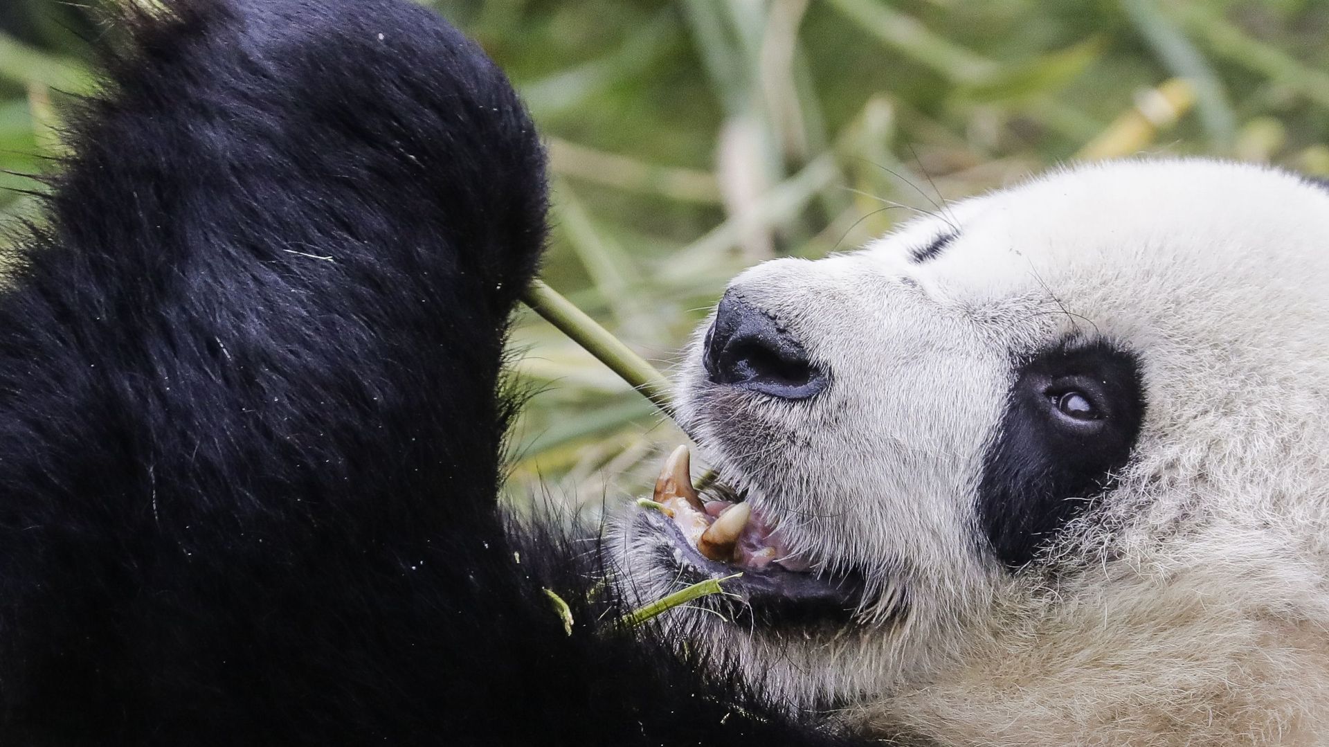 Les pandas de Pairi Daïza fêtent leur deuxième anniversaire et se ...