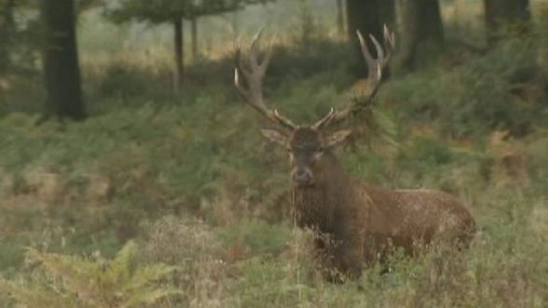 Une vidéo exceptionnelle d'un cerf majestueux dans la forêt ardennaise ...