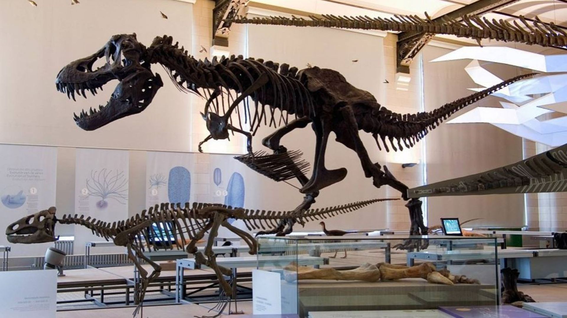 Le Muséum des sciences naturelles se visite désormais en ligne - RTBF Actus