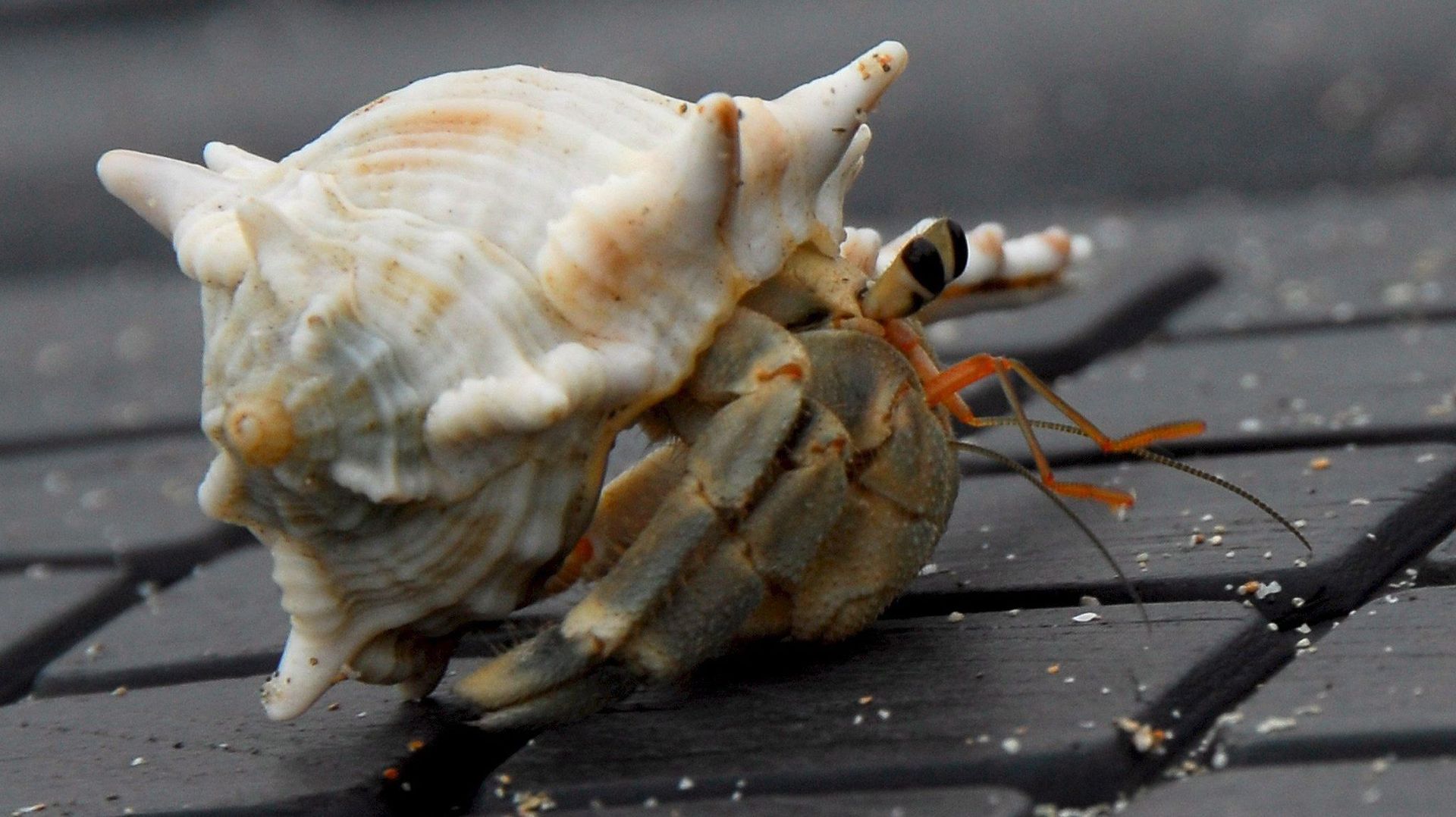 Quand le bernard-l'hermite fait de sa maison une oeuvre d'art (vidéo ...