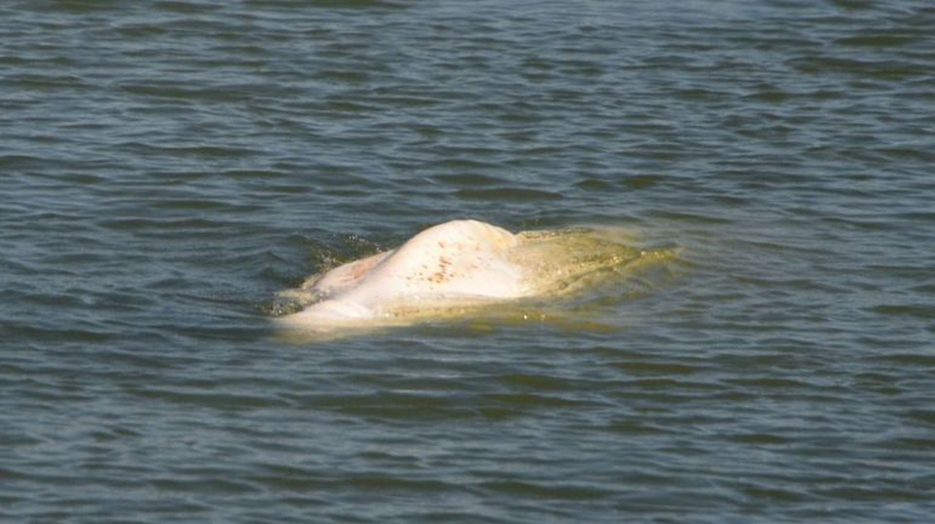 Béluga coincé dans la Seine : l’opération d’extraction a débuté - RTBF ...