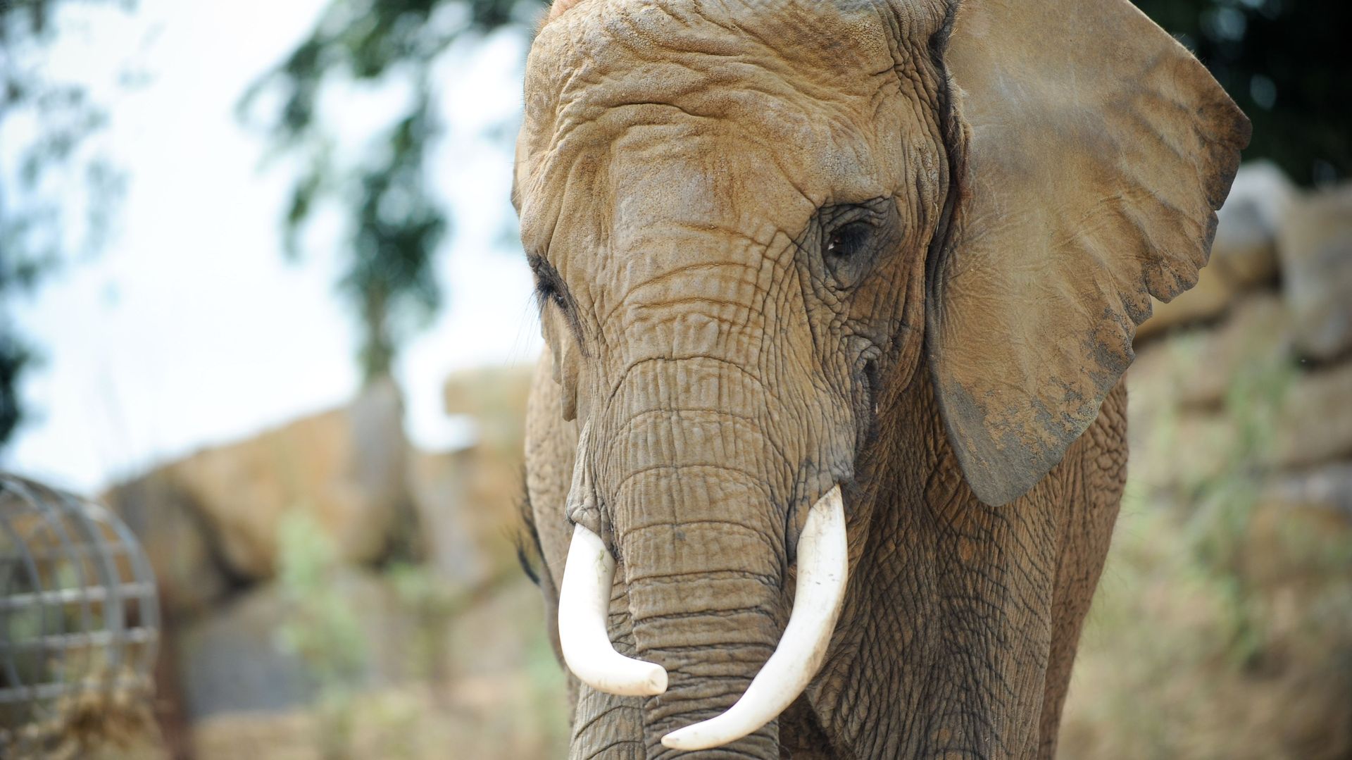 Paradisio devient Pairi Daiza - RTBF Actus