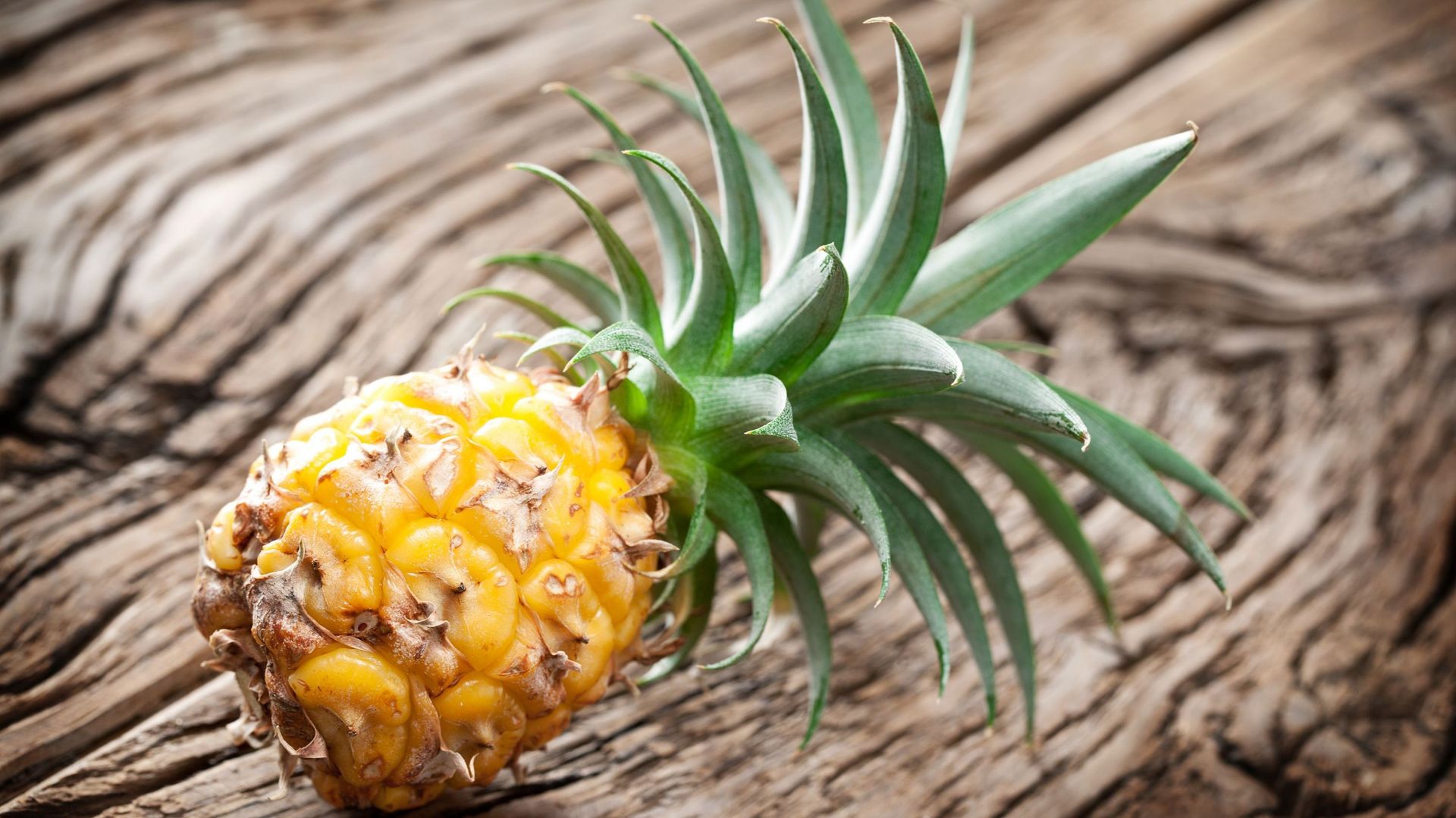 Faire pousser un ananas dans son salon à partir du fruit frais - RTBF Actus