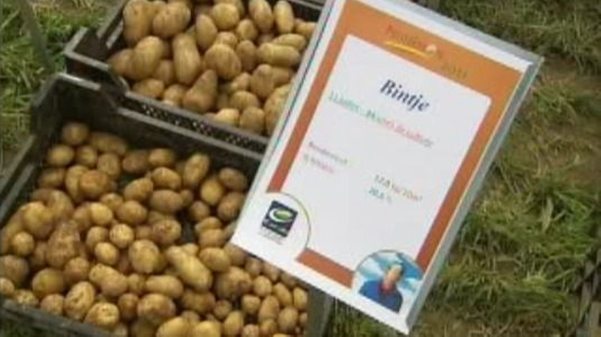 La culture de la patate : un fameux business - RTBF Actus