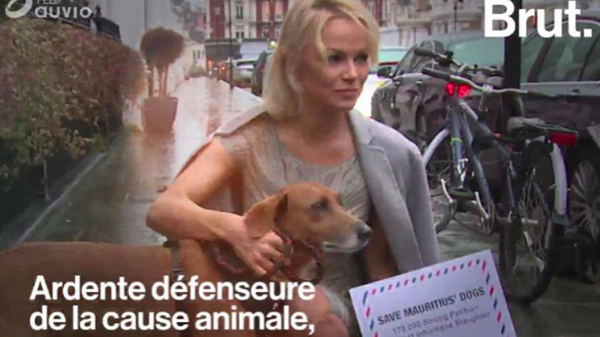 Star planétaire et défenseure de la cause animale… Qui est Pamela Anderson ? - RTBF Actus