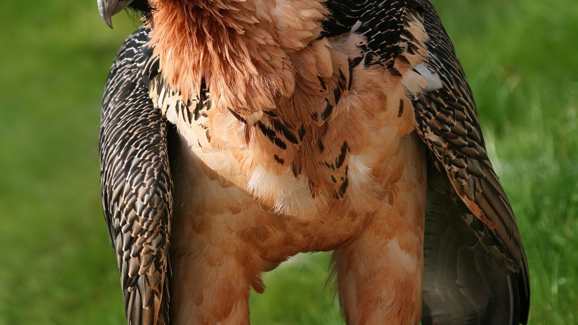 Lozère : 5 animaux insolites à observer dans le Parc National des ...