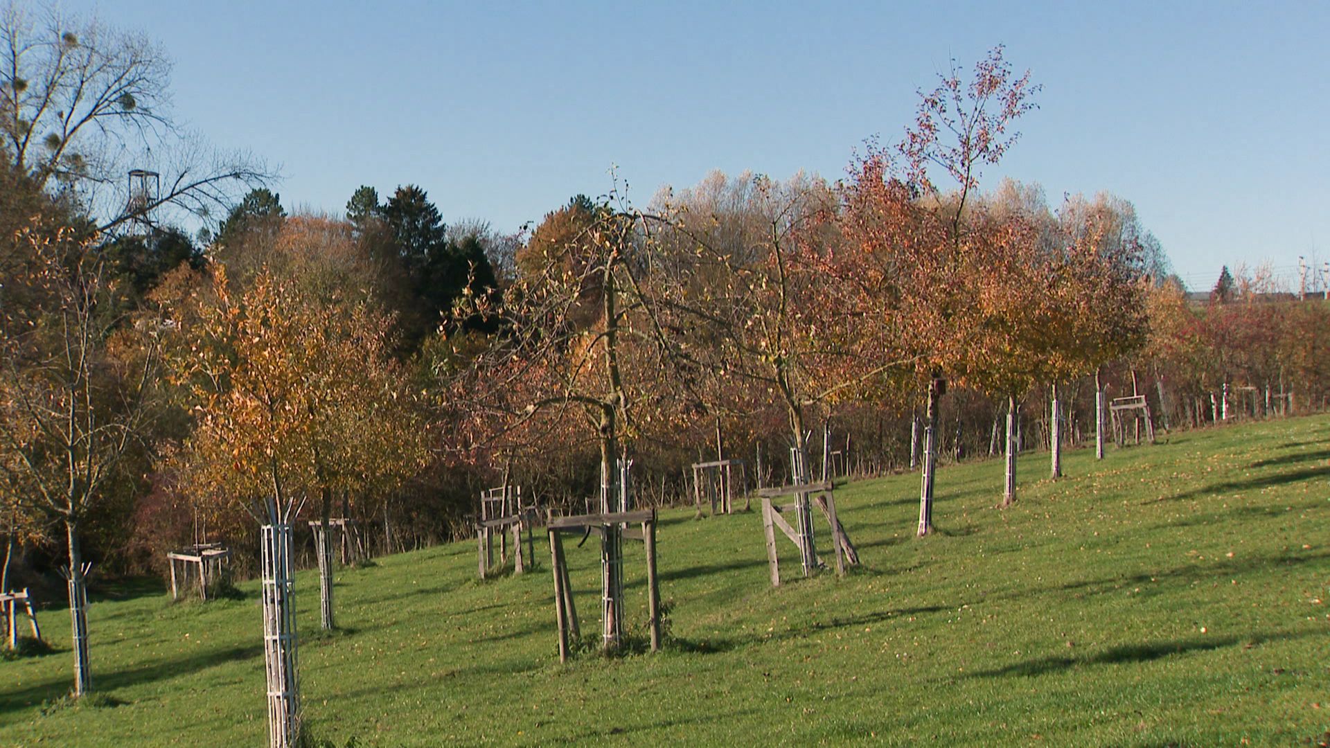 Les arbres hautes tiges pour préserver la biodiversité - RTBF Actus