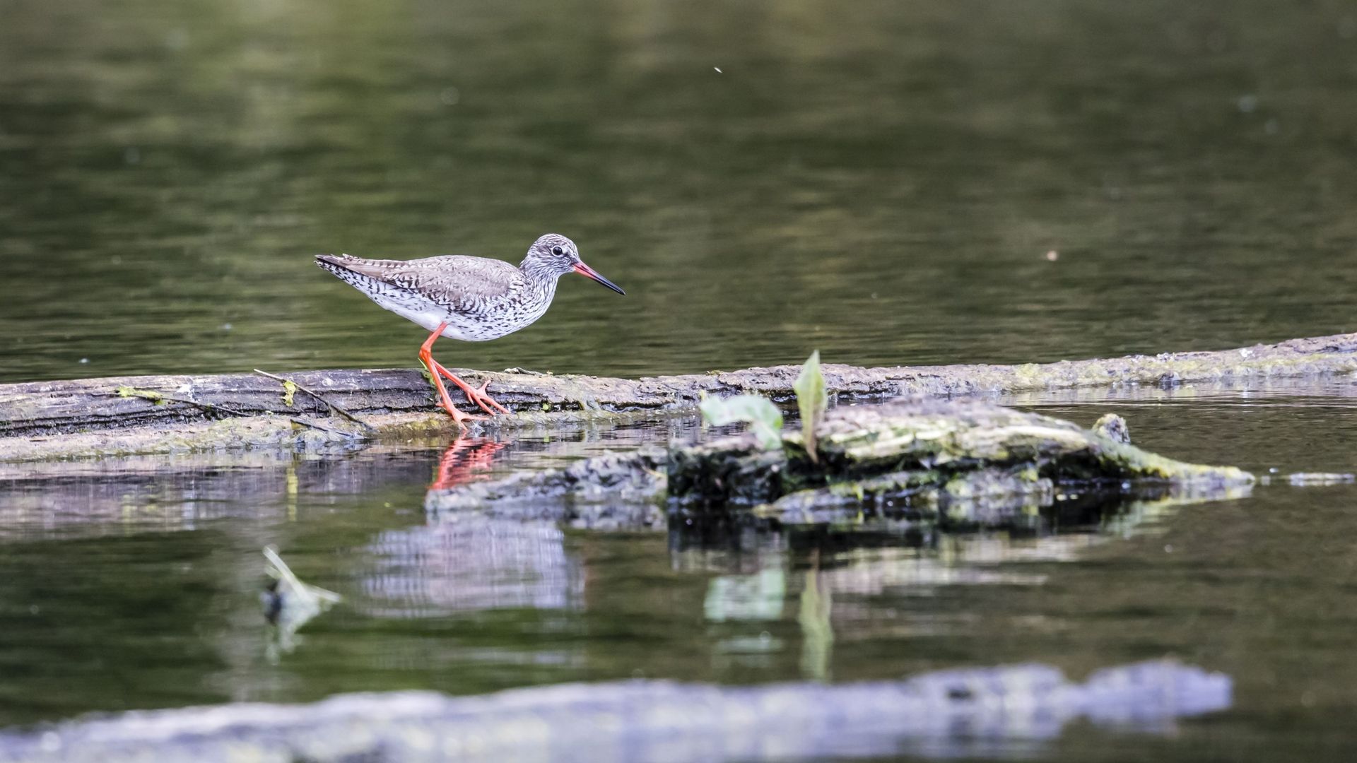 Asmr akuma xxx i texted Eva Rose from the Indy Tryst and