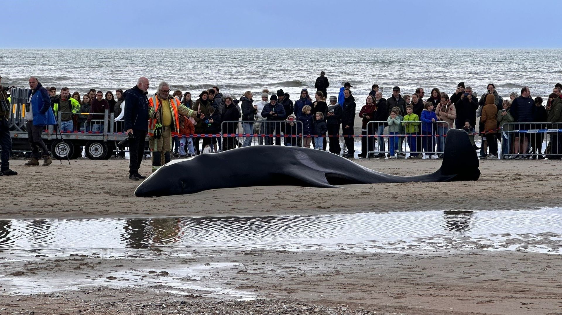 Une orque mâle s’échoue sur le rivage de la Panne - RTBF Actus
