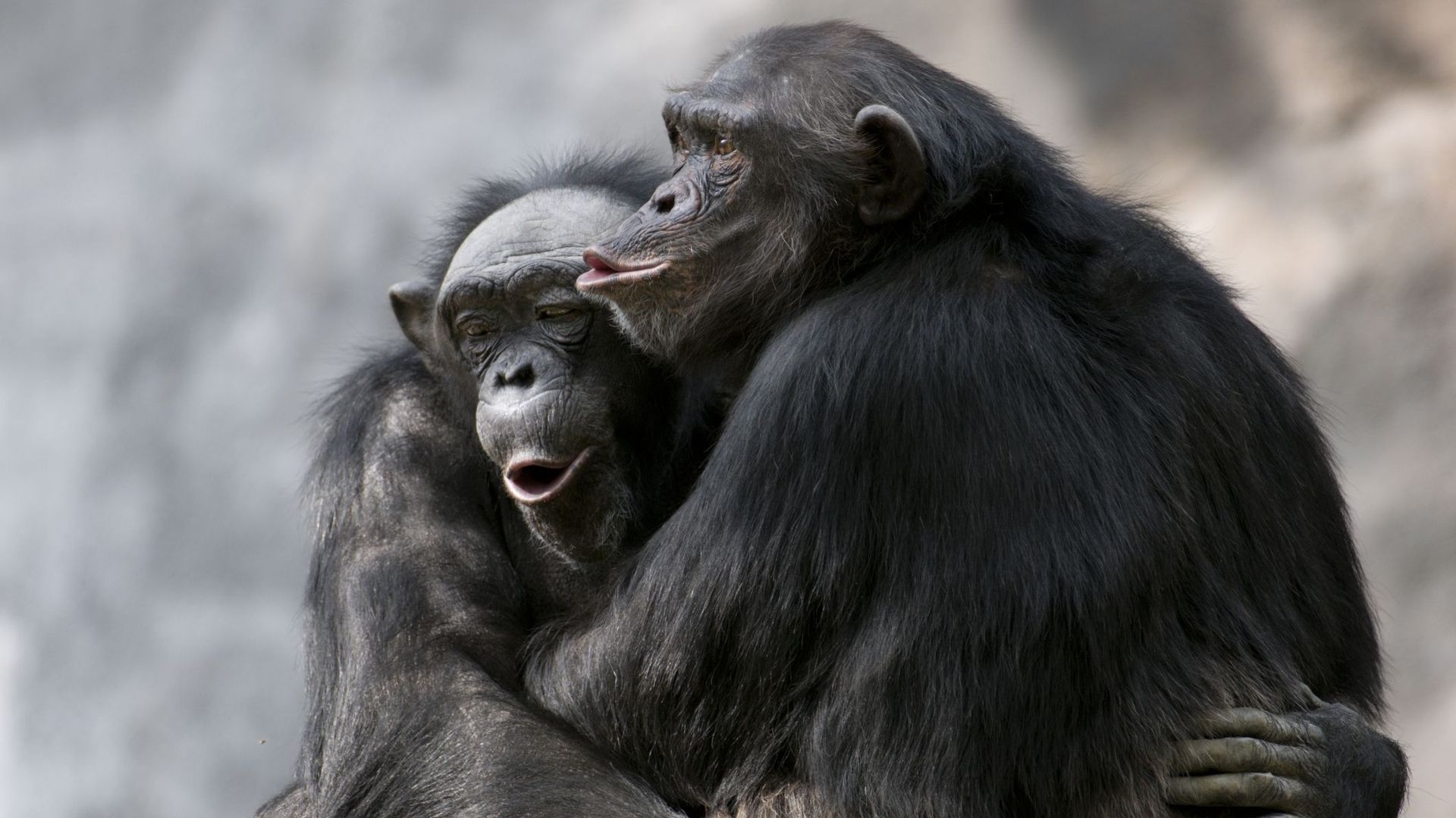 Les singes se souviennent de leurs amis qu'ils n'ont pas vus depuis des ...