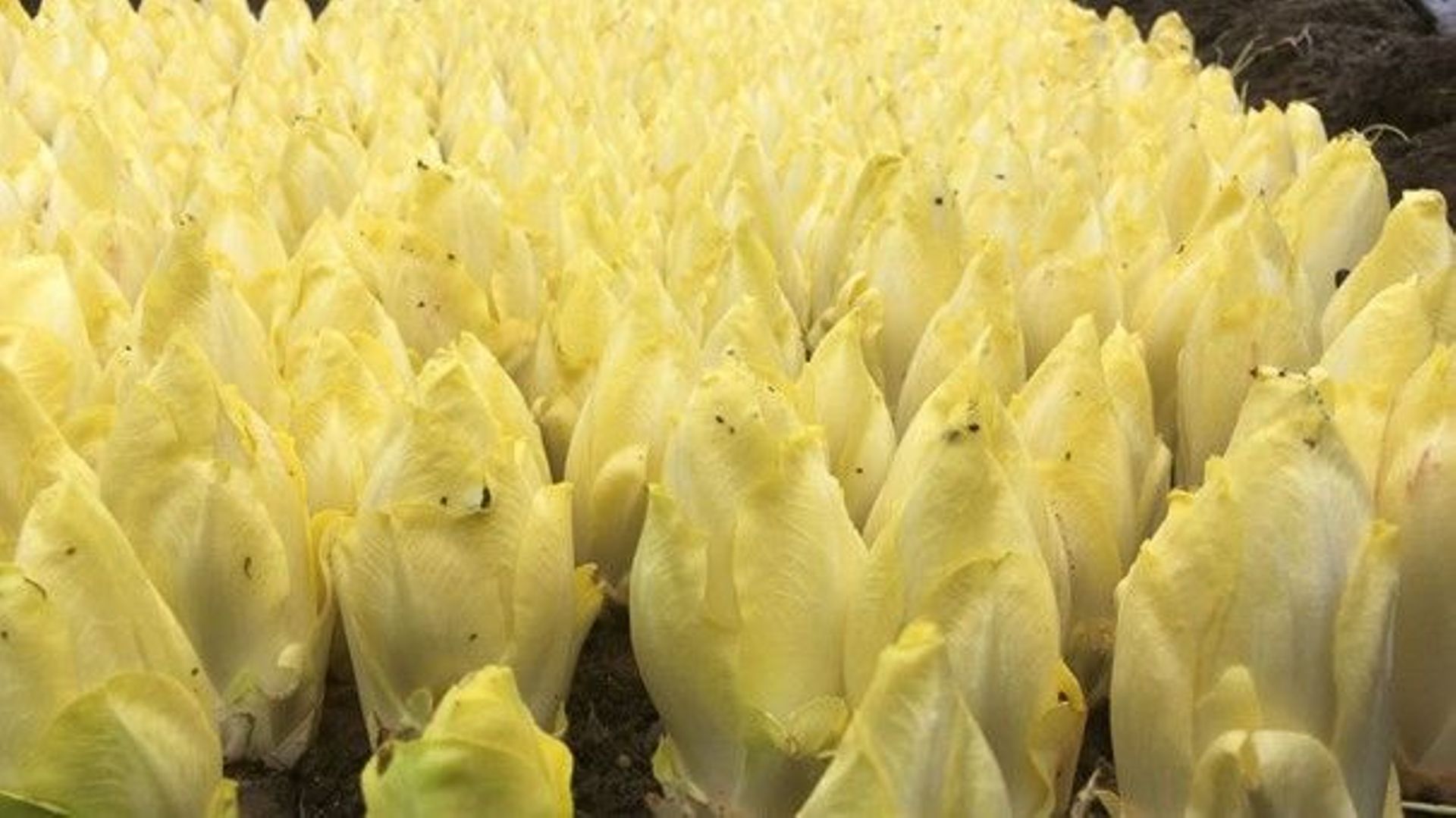 Le chicon, un légume d’hiver aux nombreux bienfaits pour la santé ...