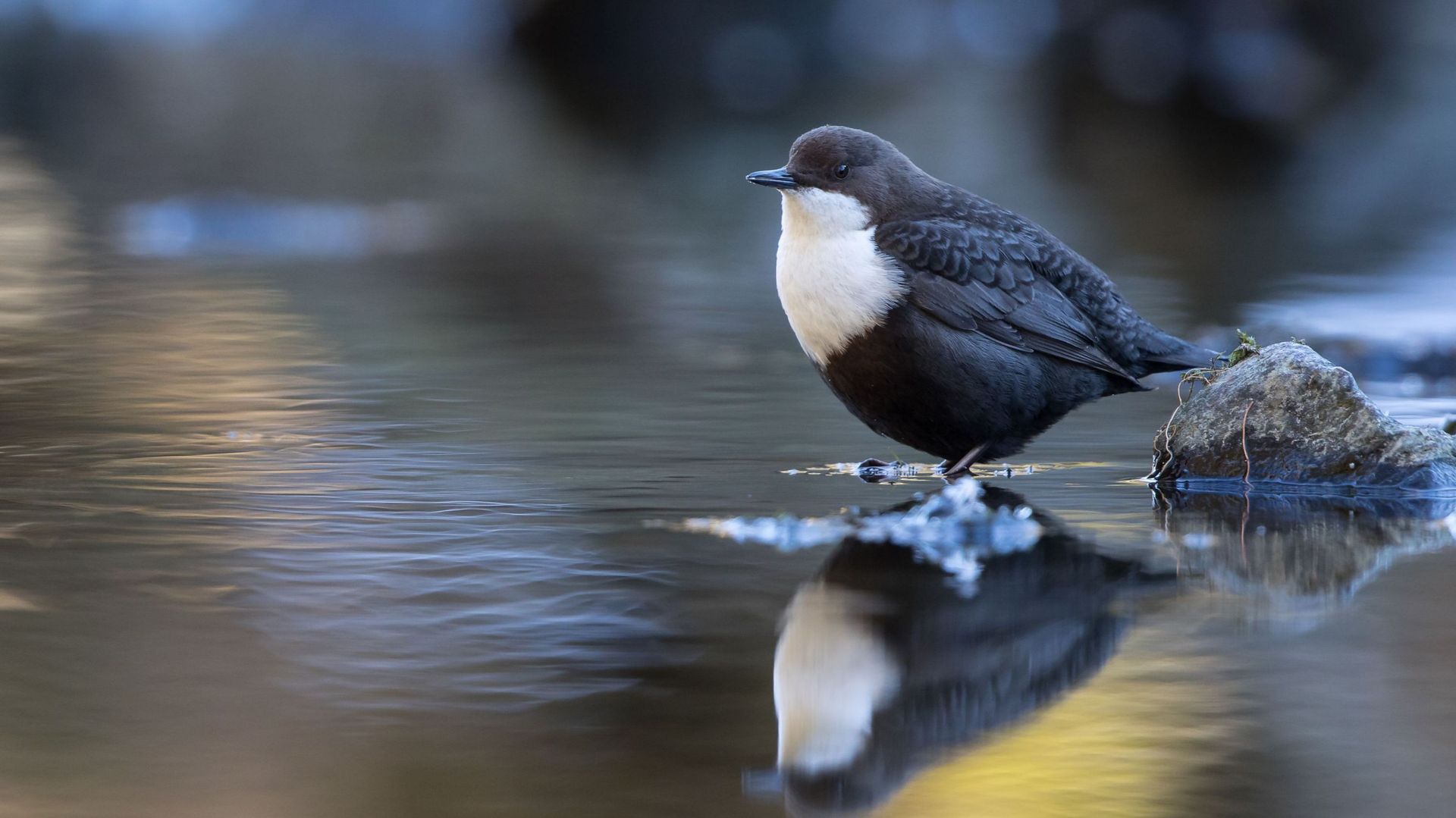 En balade nature en Belgique, volez à la rencontre de ces oiseaux rares ...