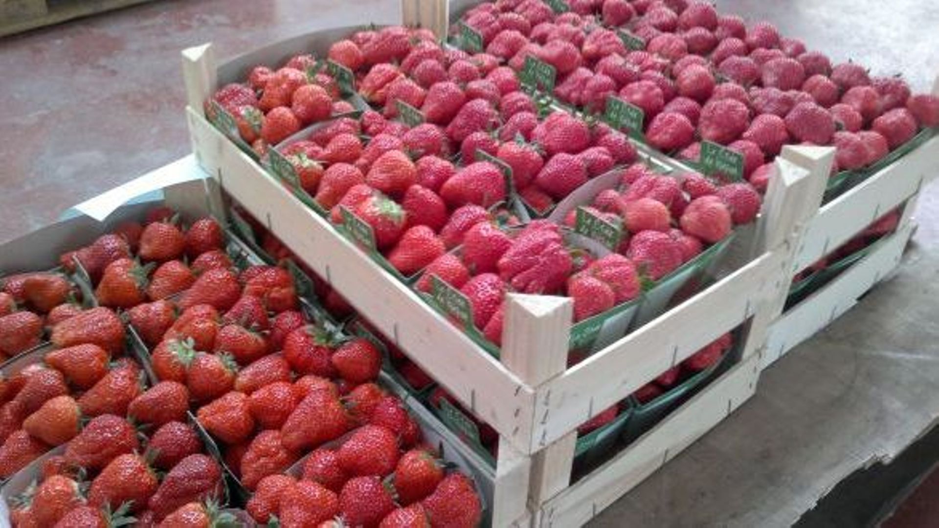 Première criée pour les fraises de Wépion : 7,58 euro le ravier - RTBF ...