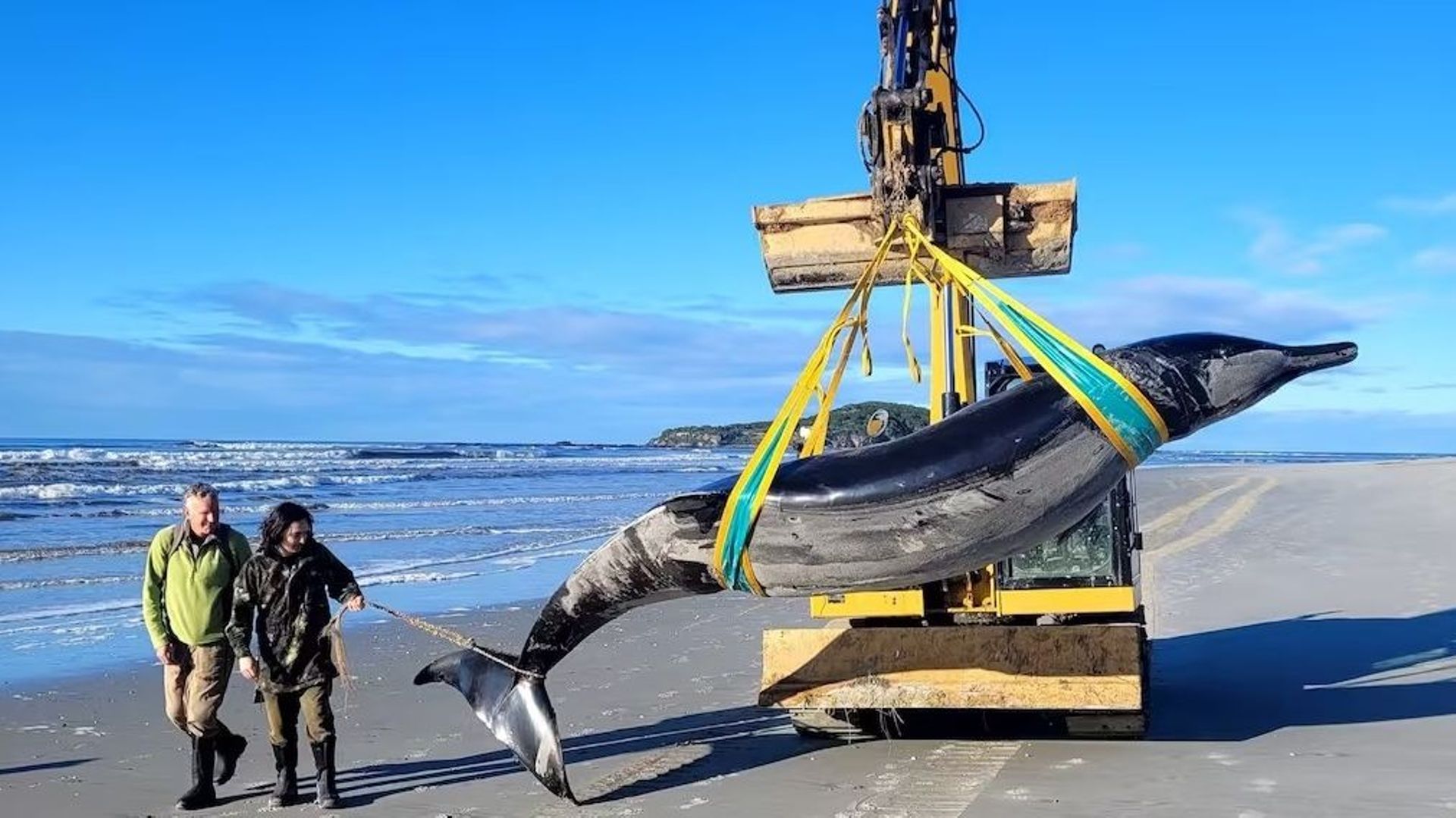 Mer du Nord : un rorqual commun vivant aperçu pour la première fois ...