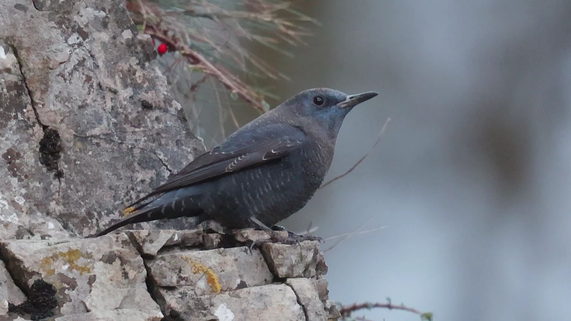Un merle bleu à Durbuy, une première en Belgique qui ravit les ...