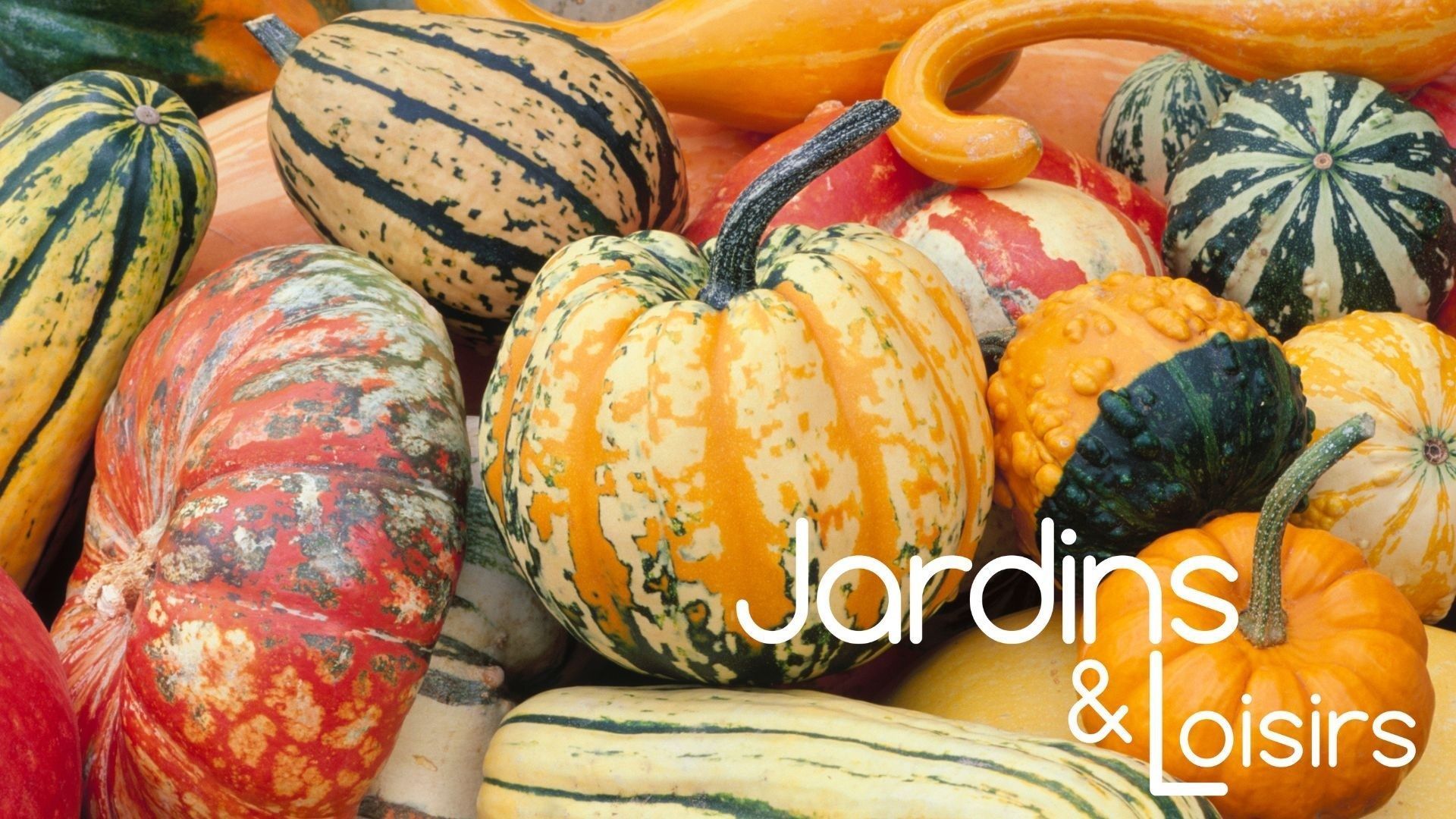 Quand récolter les cucurbitacées et comment les conserver ? - RTBF Actus