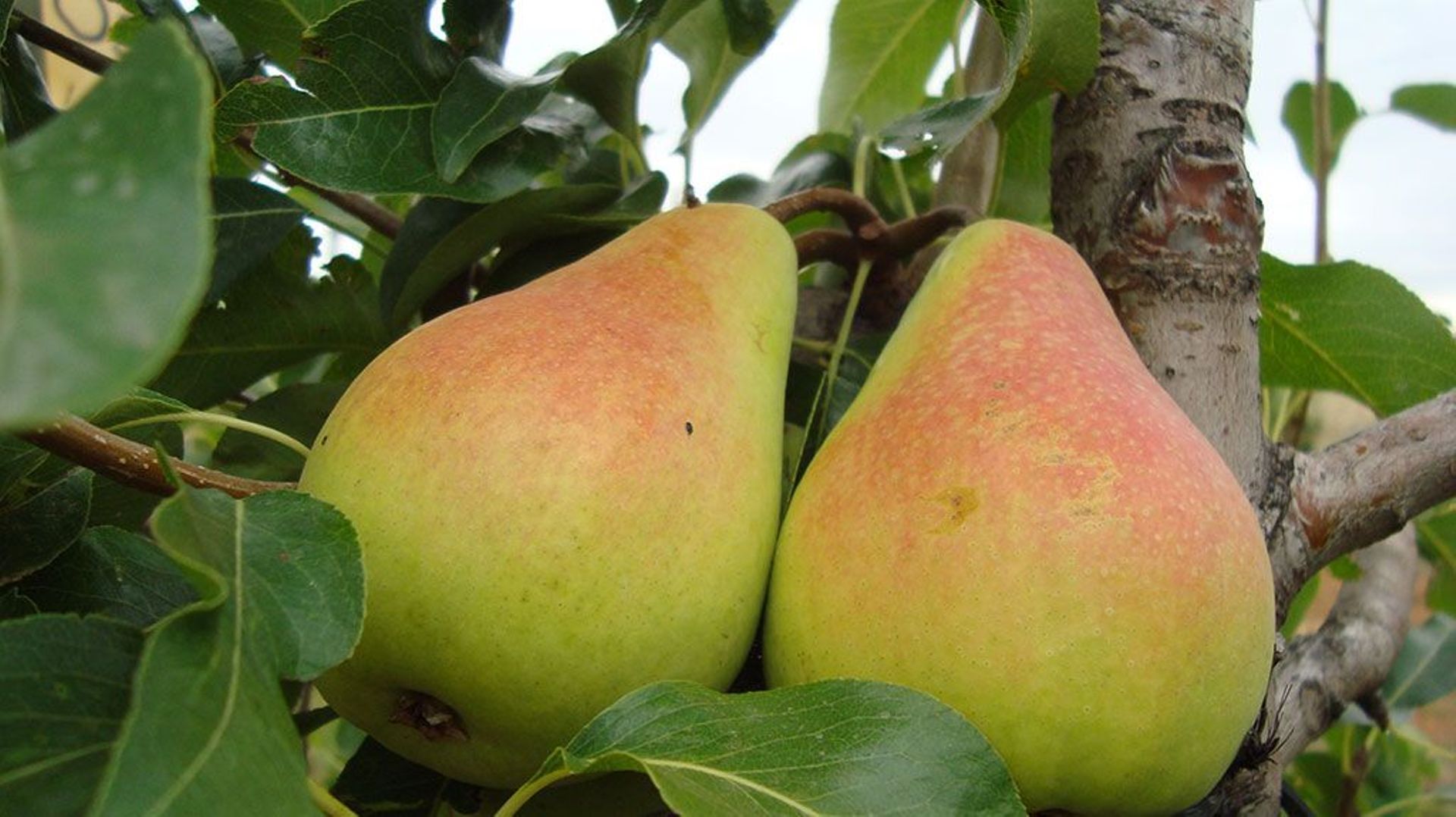 Les anciennes variétés de poires de la pépinière Guy Lemaire à Ciney ...