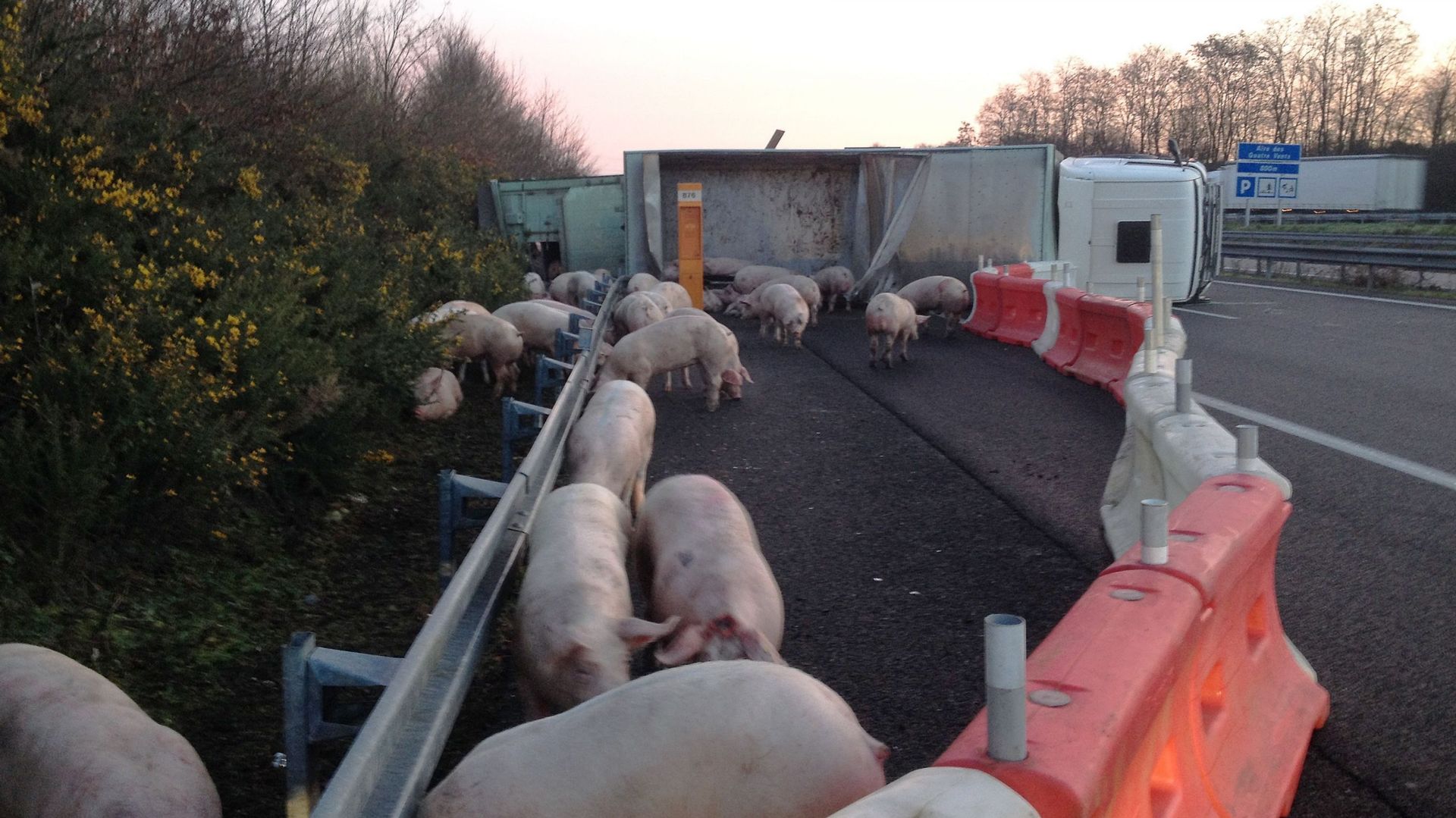 Des cochons en liberté sur l'autoroute après s'être échappés d'un ...