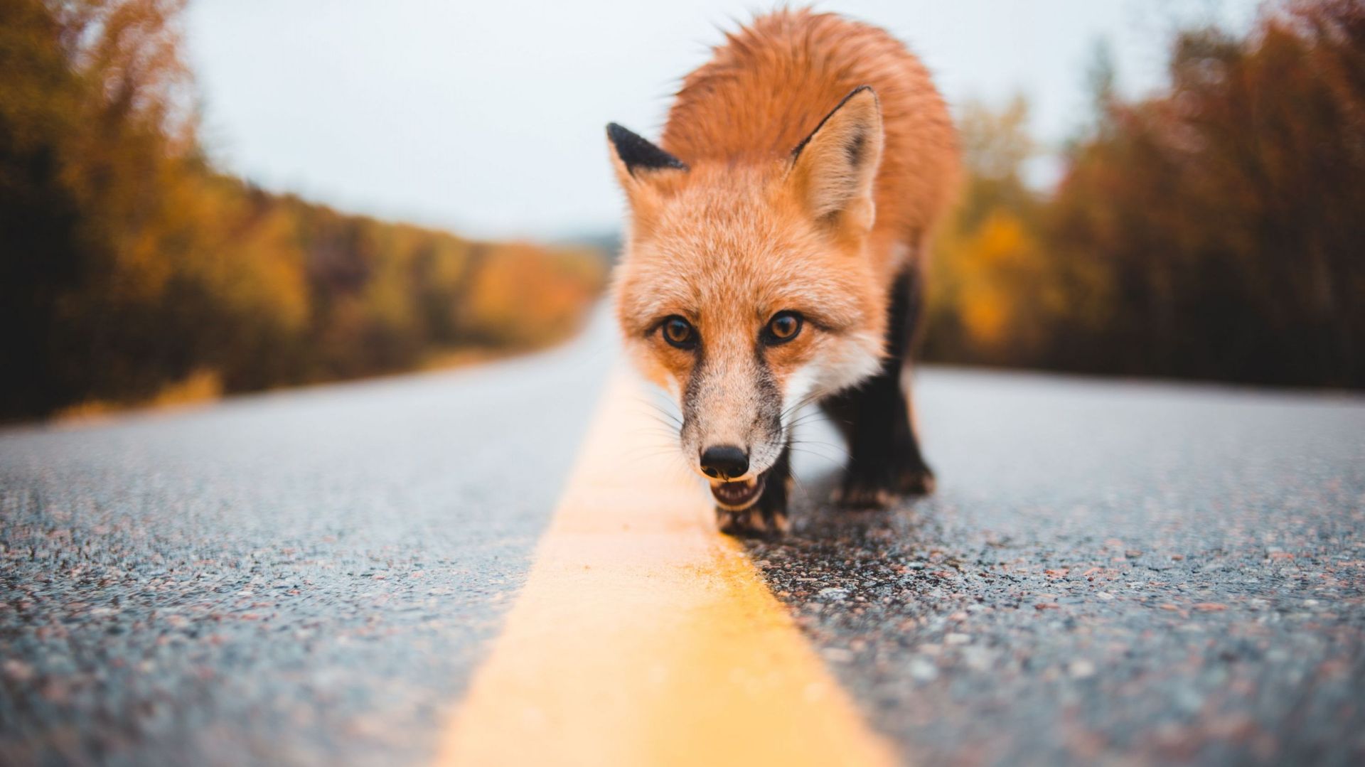 Animals on the roads: what reflexes to adopt while driving? – Archyde