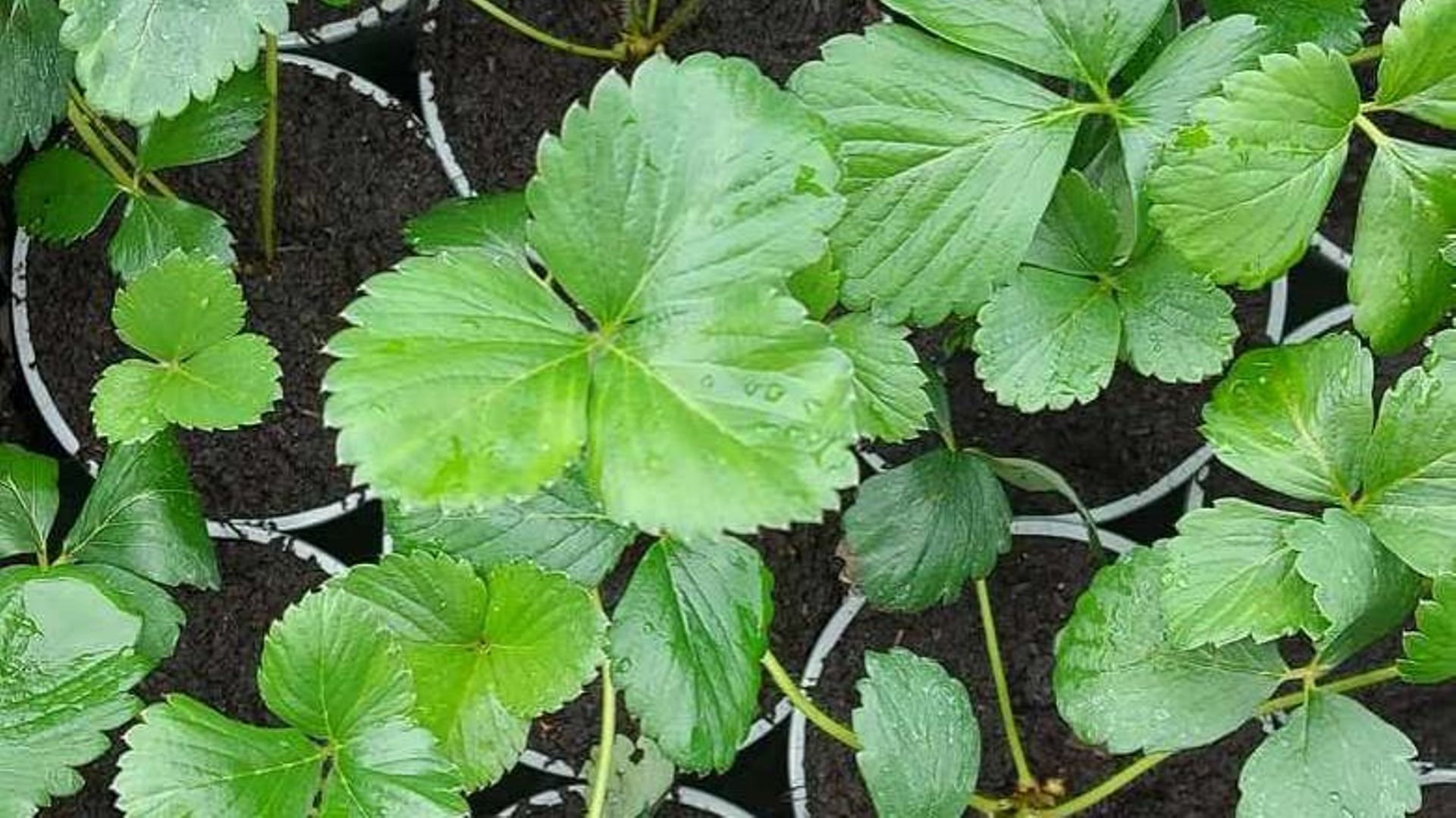 Pour des fraises qui ont du goût, plantez-les dès septembre - RTBF Actus