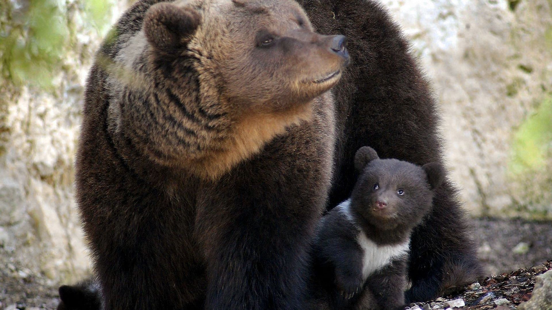 Les ours du parc Forestia vivront en semi-liberté dans un enclos plus ...