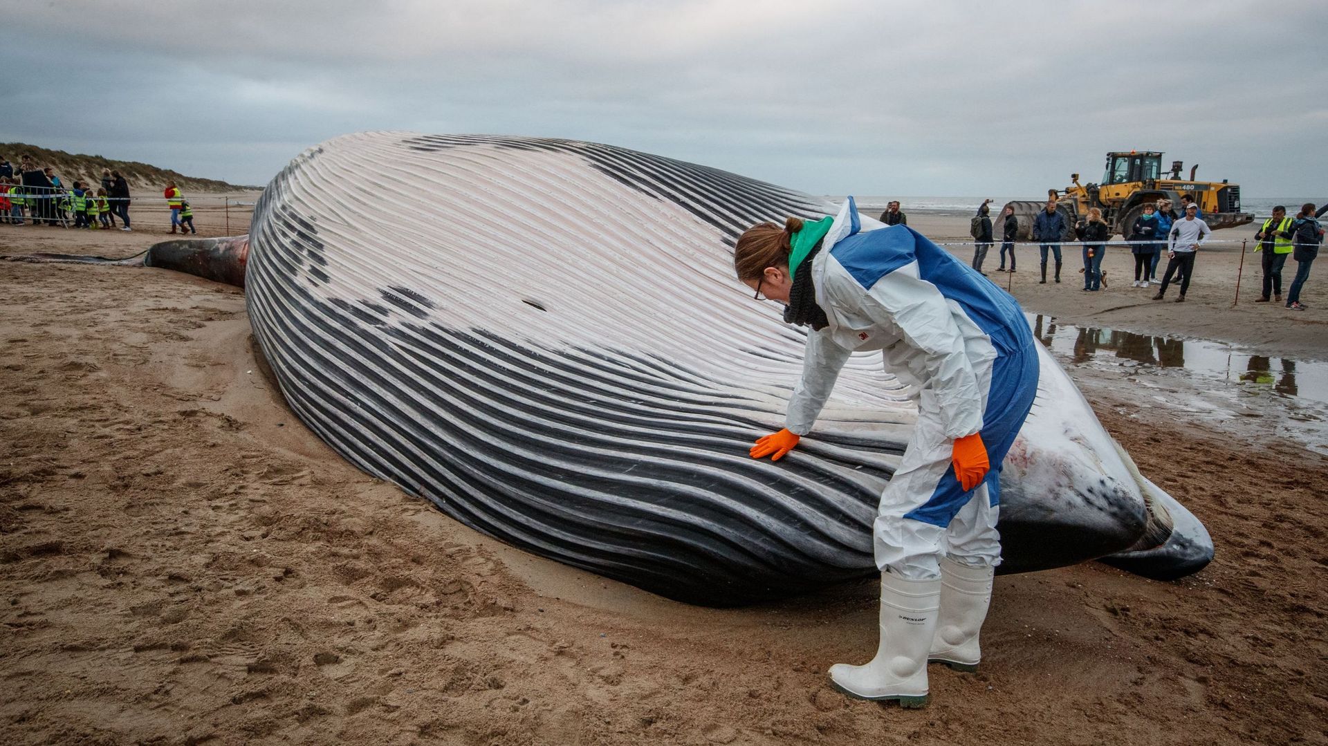 Un rorqual commun de 18 mètres s'est échoué sur la plage du Coq (vidéos ...