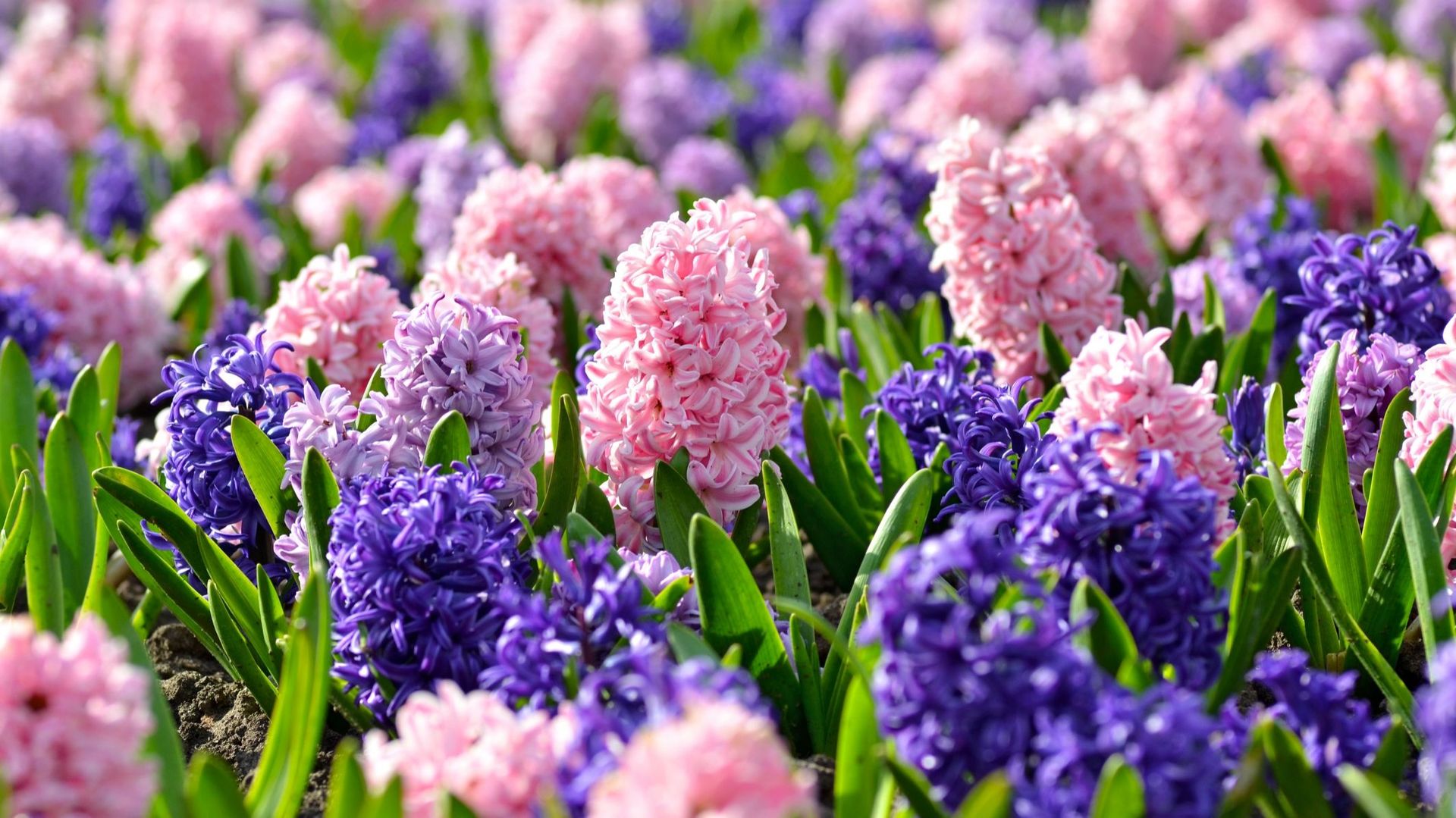 Comment planter les jacinthes en pleine terre et en pot ? - RTBF Actus