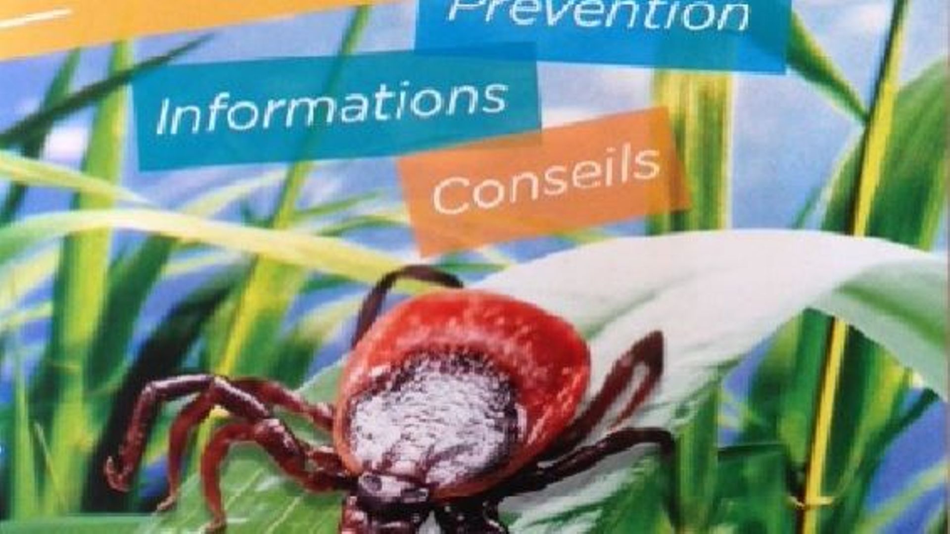 Camping, randonnée en forêt: comment se protéger des tiques - RTBF Actus