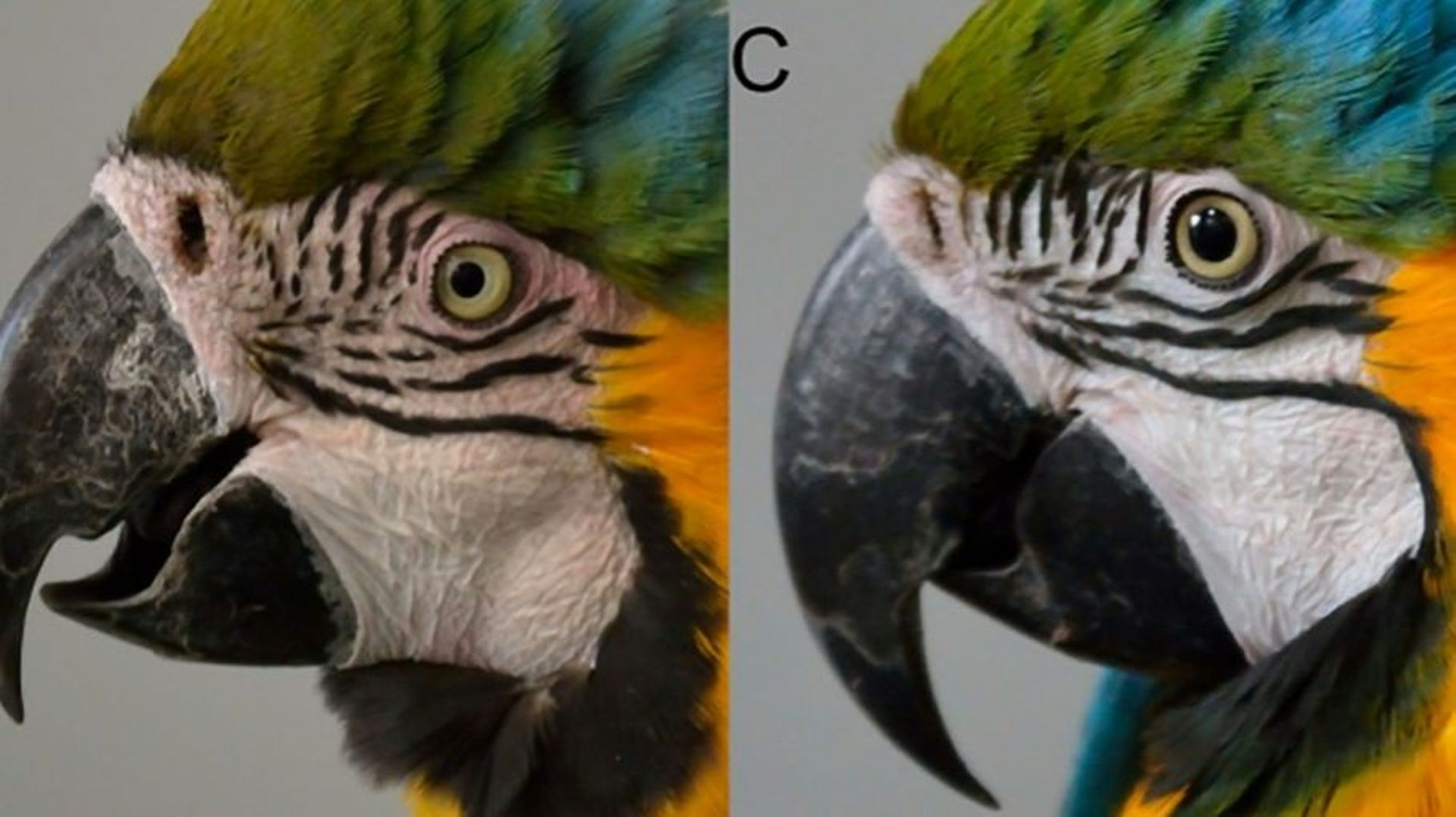 Les perroquets qui rougissent d'émotion, un nouveau mystère animalier ...